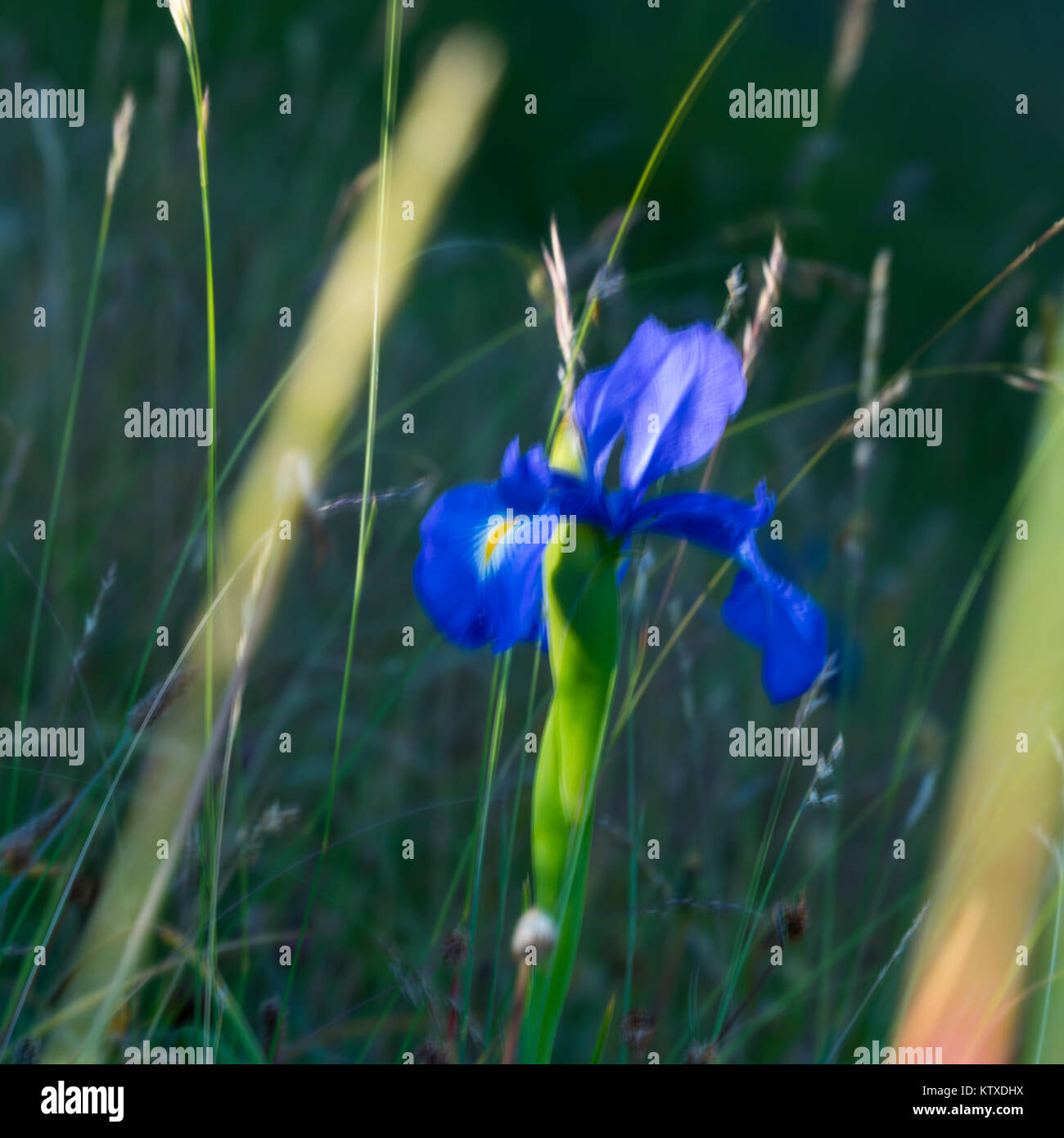 Iris y lirio hi-res stock photography and images - Alamy
