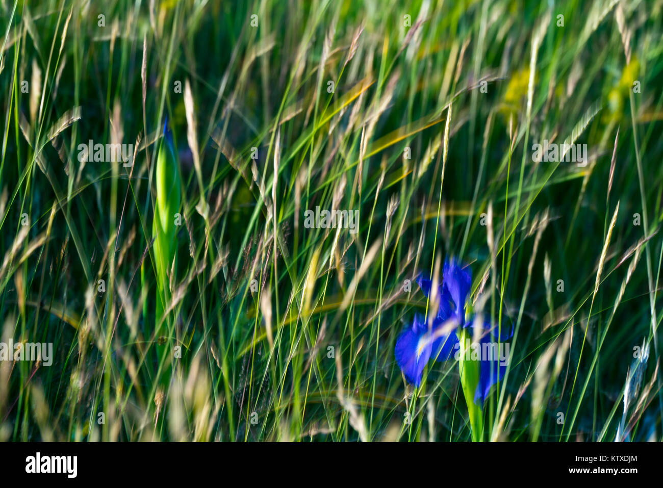 LIRIO PIRENAICO - LIRIO AZUL Iris xiphioides, Ordesa y Monte Perdido ...