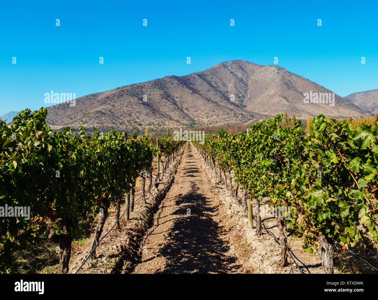 Santa Rita Vineyard, Alto Jahuel, Buin, Santiago Metropolitan Region ...