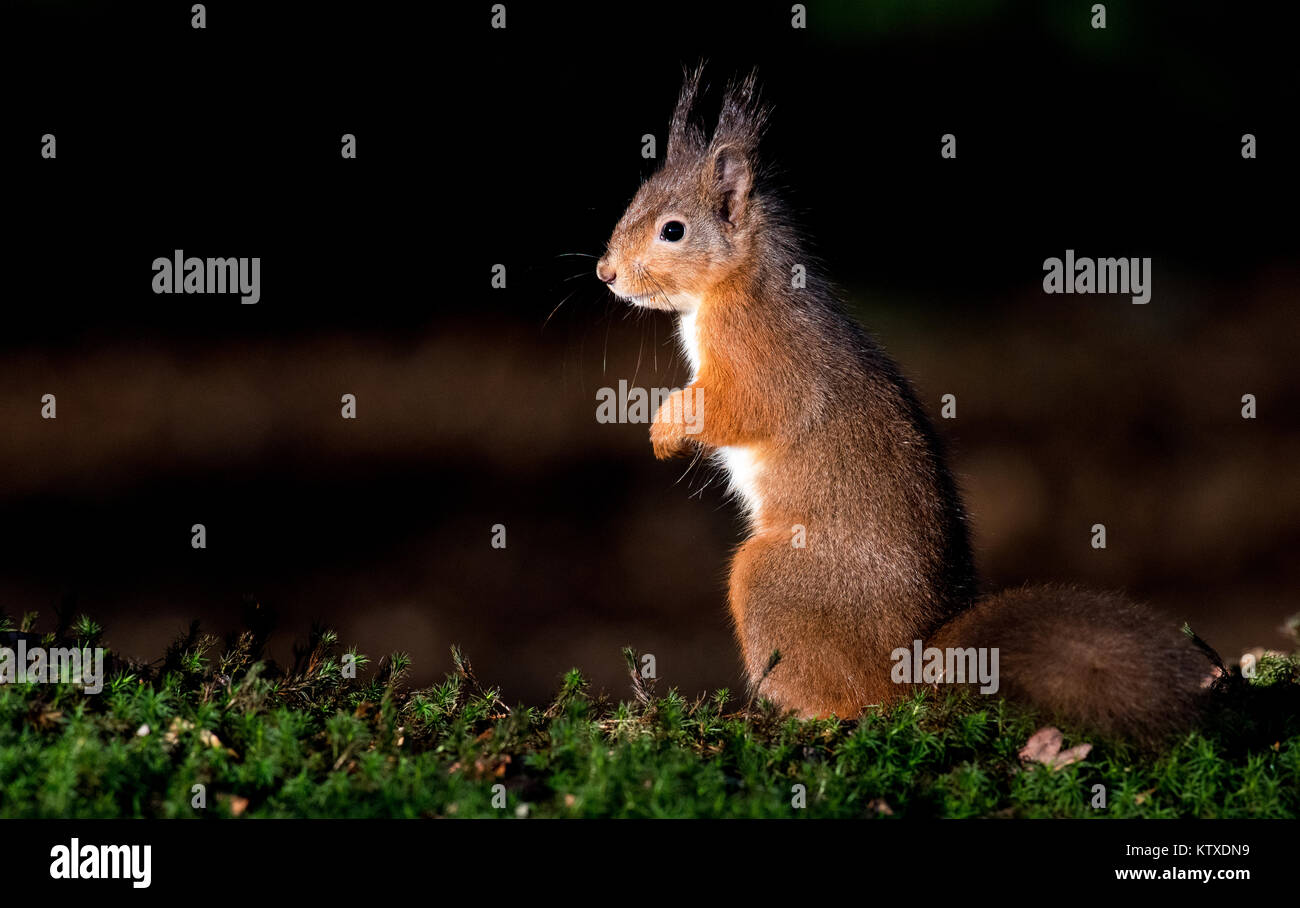 Native animals of scotland hi-res stock photography and images - Alamy