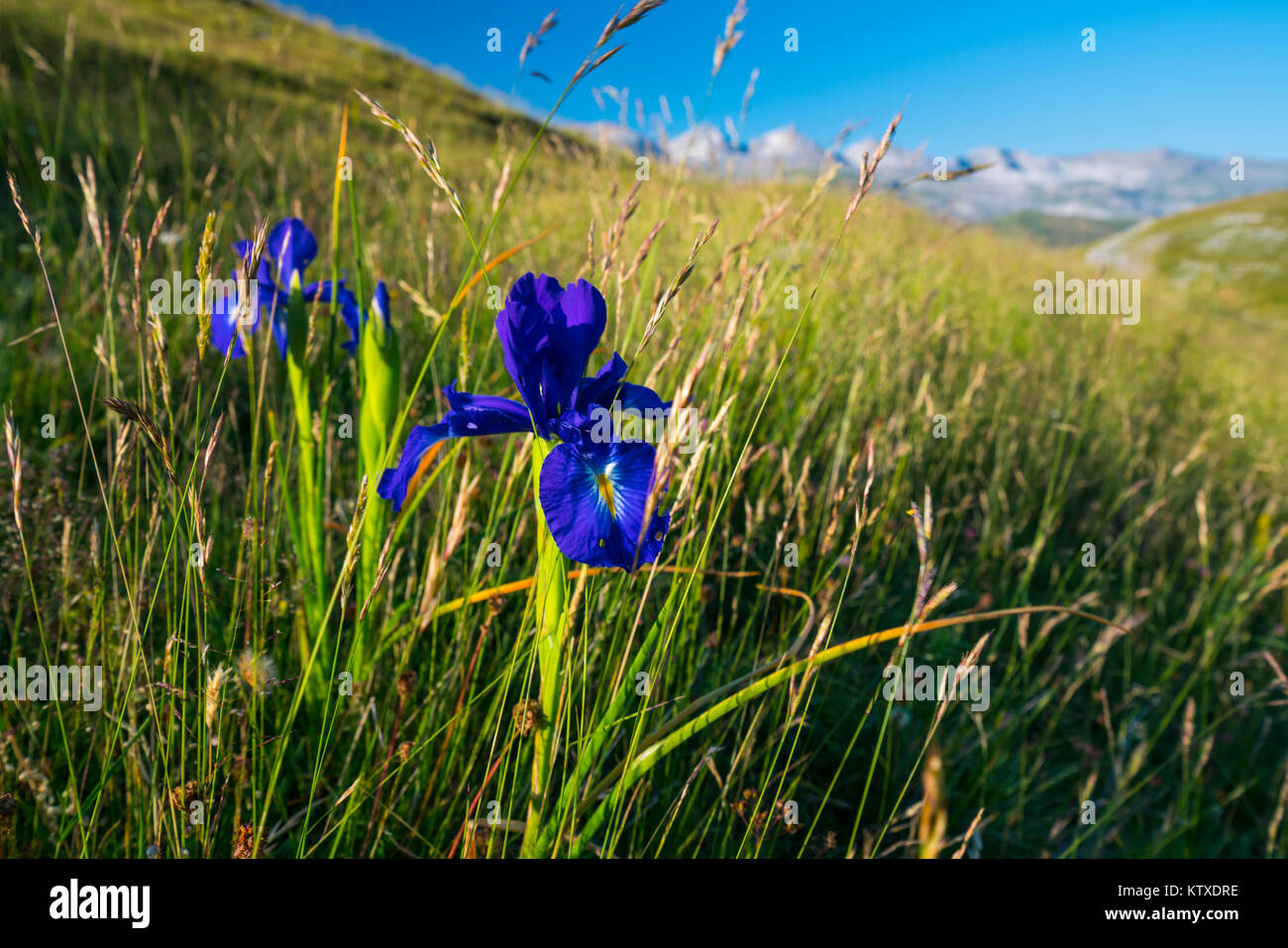 Iris y lirio hi-res stock photography and images - Alamy