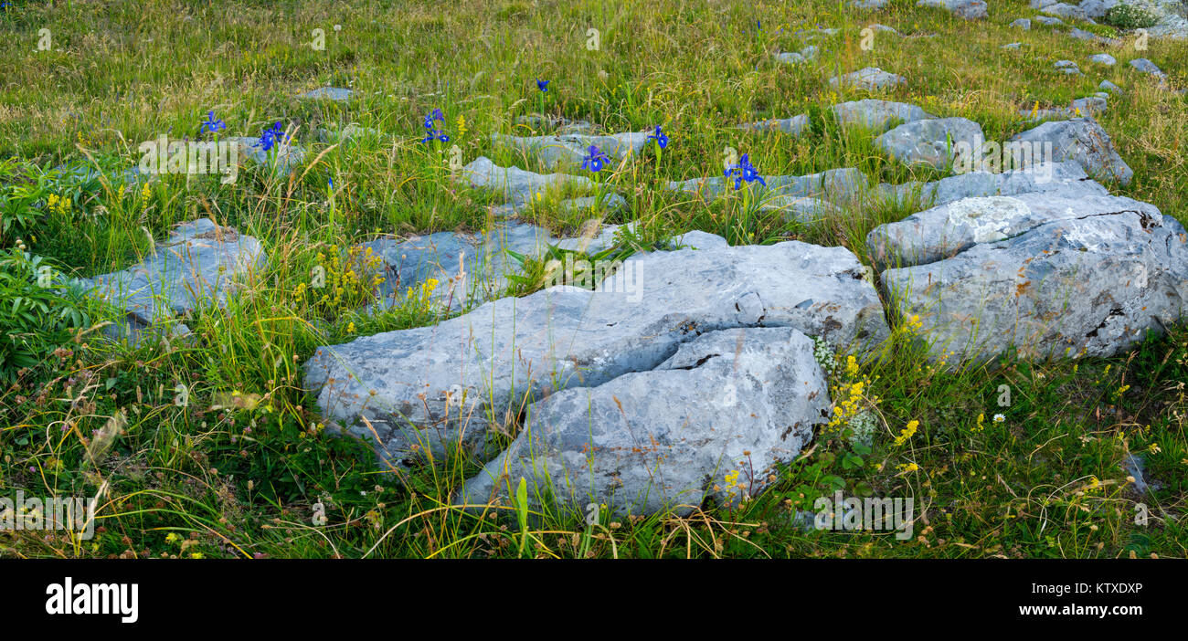 LIRIO PIRENAICO - LIRIO AZUL Iris xiphioides, Ordesa y Monte Perdido ...