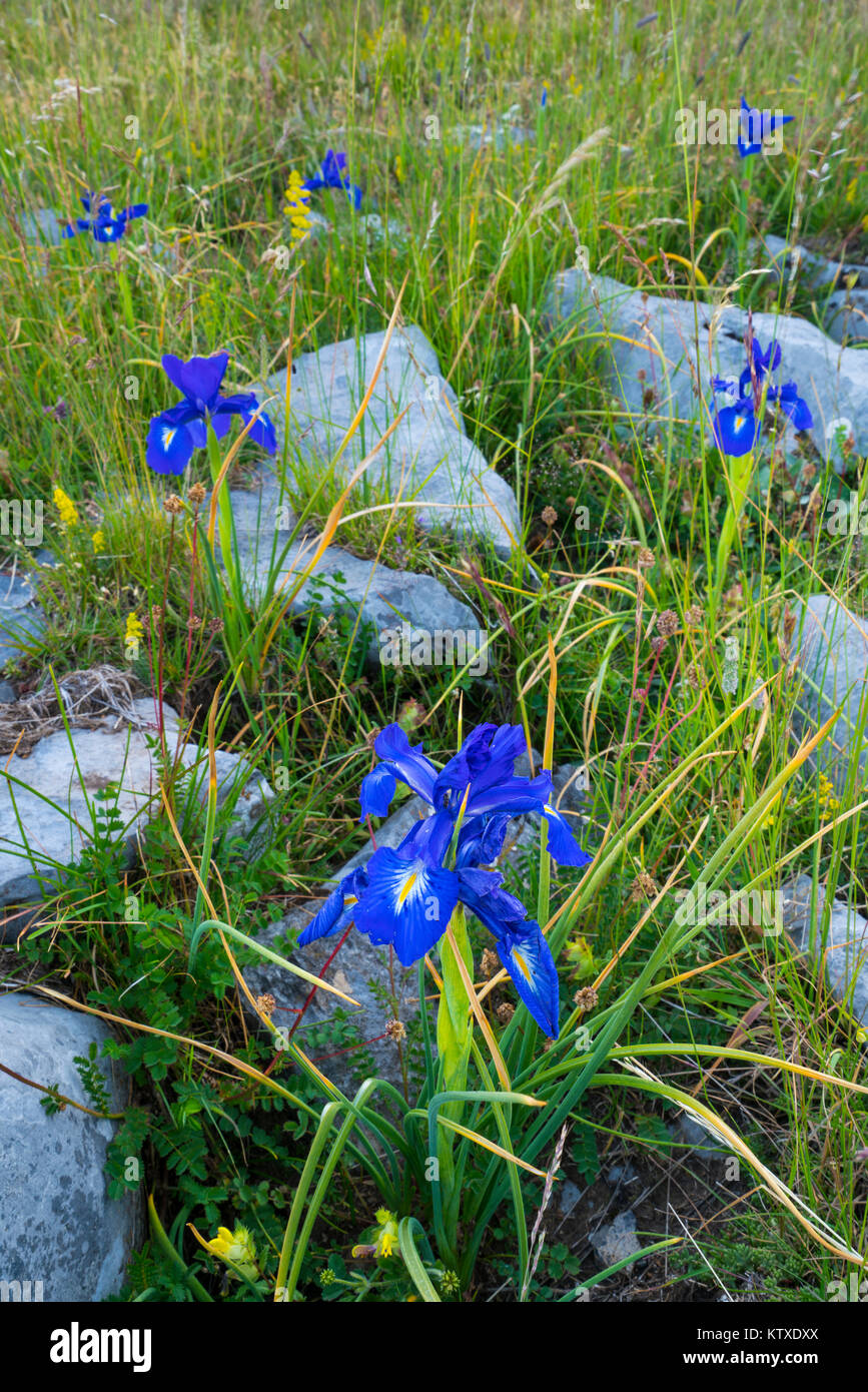 LIRIO PIRENAICO - LIRIO AZUL Iris xiphioides, Ordesa y Monte Perdido ...