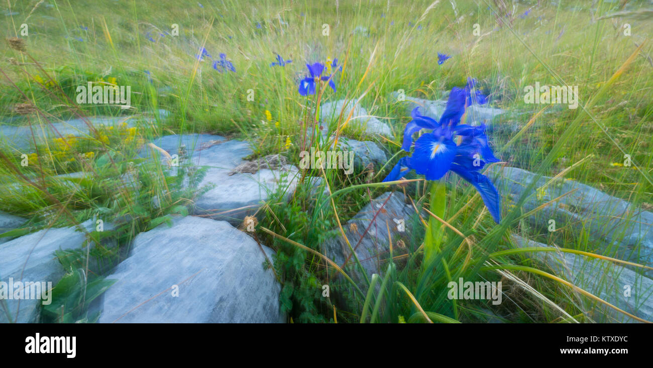 LIRIO PIRENAICO - LIRIO AZUL Iris xiphioides, Ordesa y Monte Perdido ...