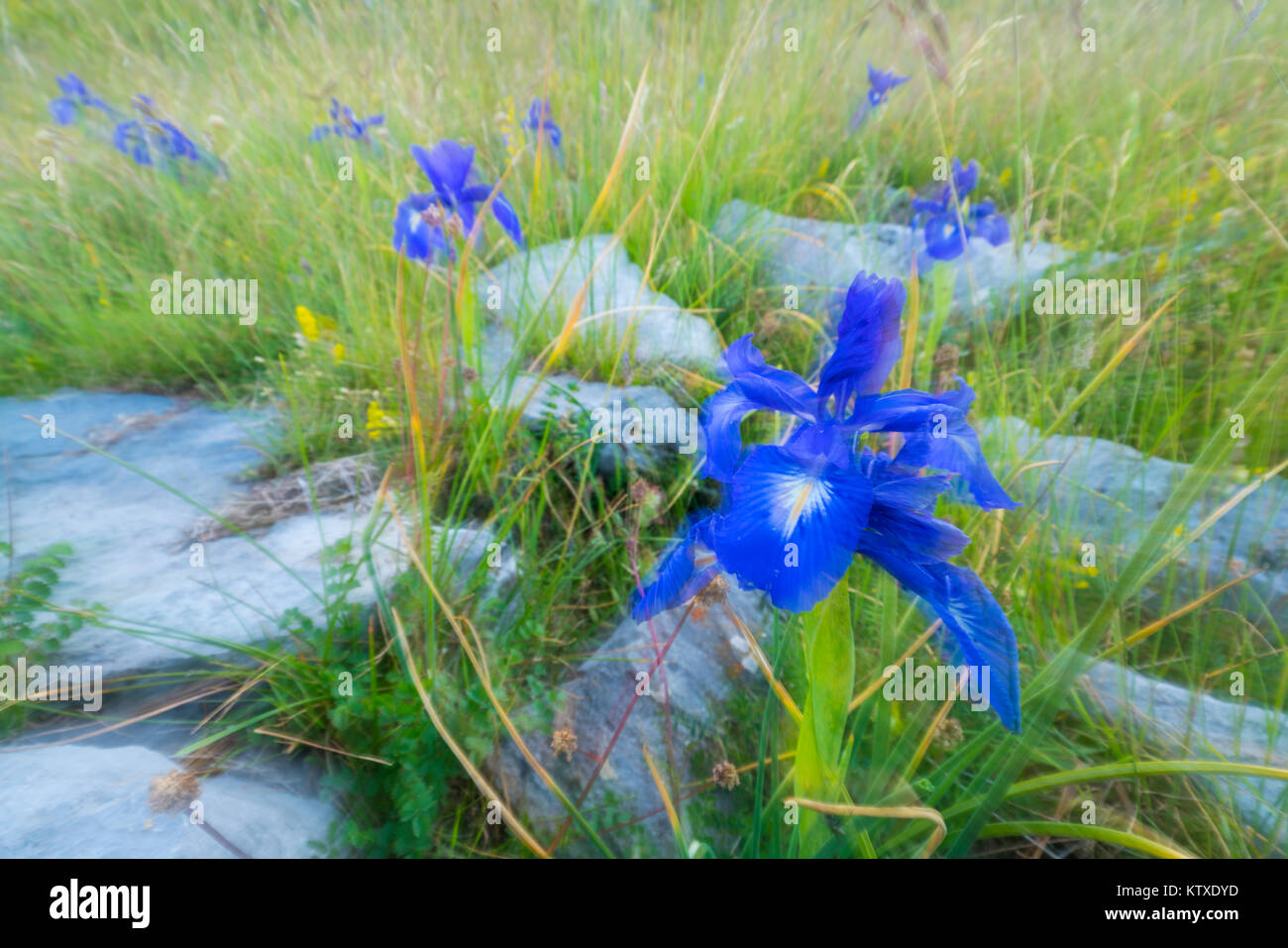 LIRIO PIRENAICO - LIRIO AZUL Iris xiphioides, Ordesa y Monte Perdido ...