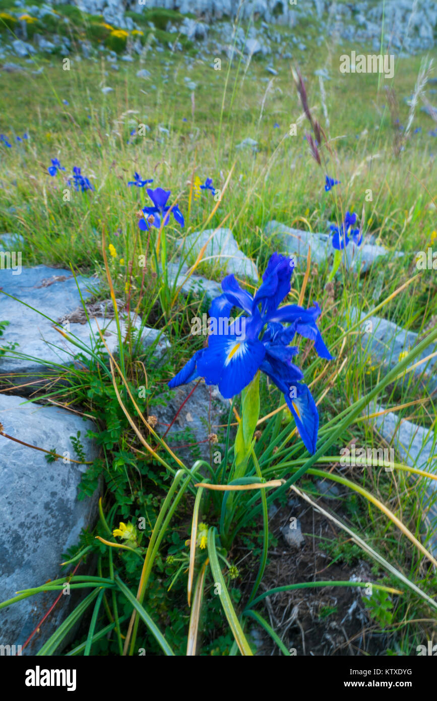 Iris xiphioides hi-res stock photography and images - Alamy