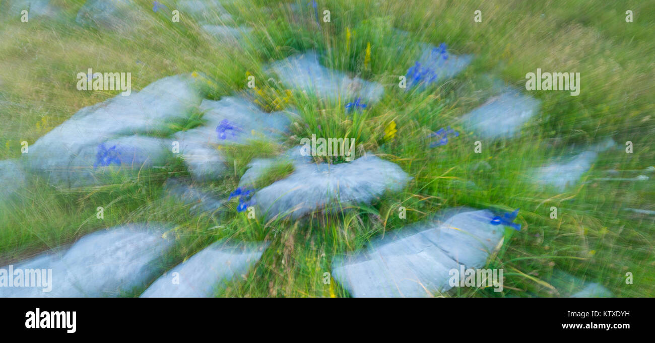 LIRIO PIRENAICO - LIRIO AZUL Iris xiphioides, Ordesa y Monte Perdido ...