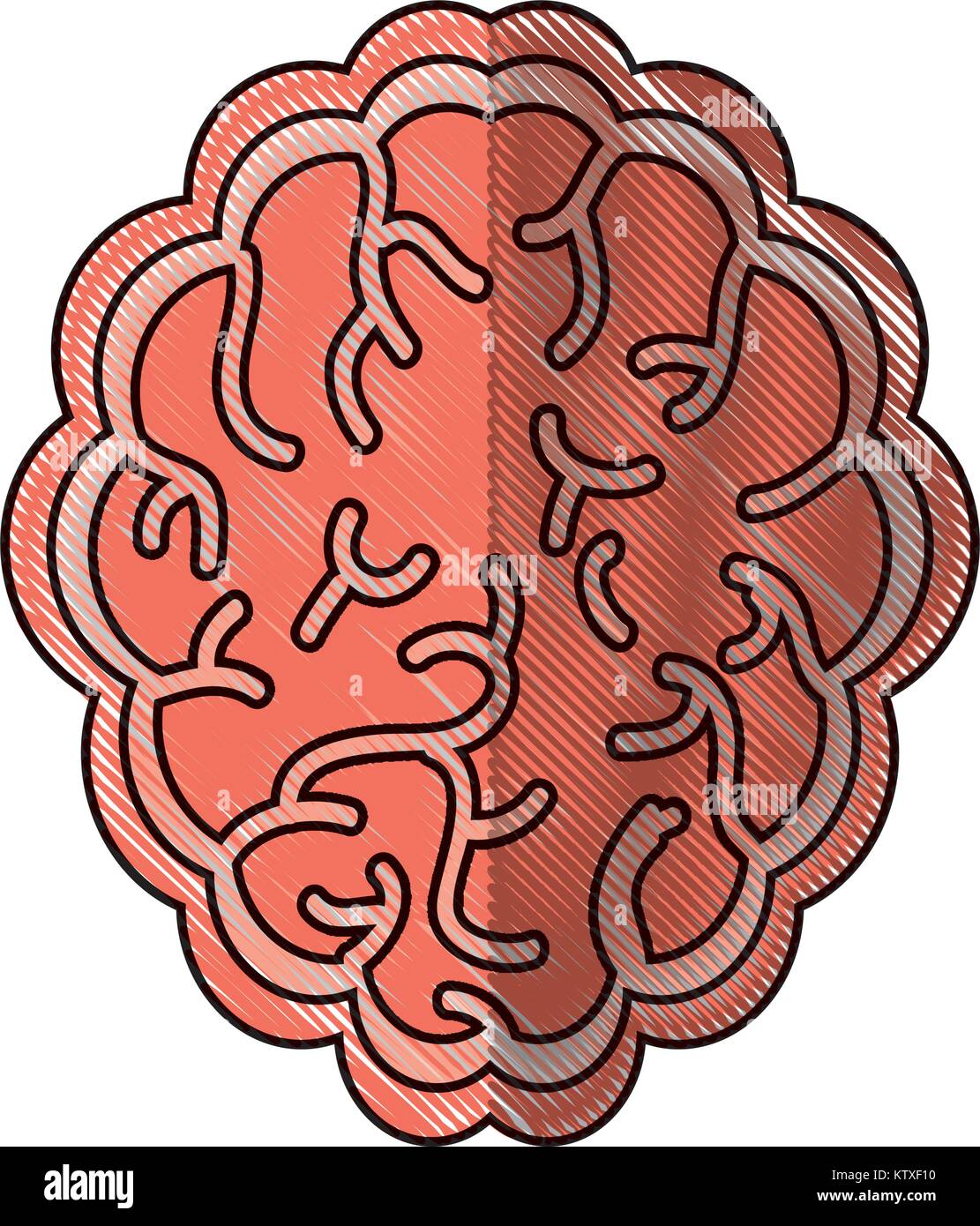 brain organ icon Stock Vector Image & Art - Alamy