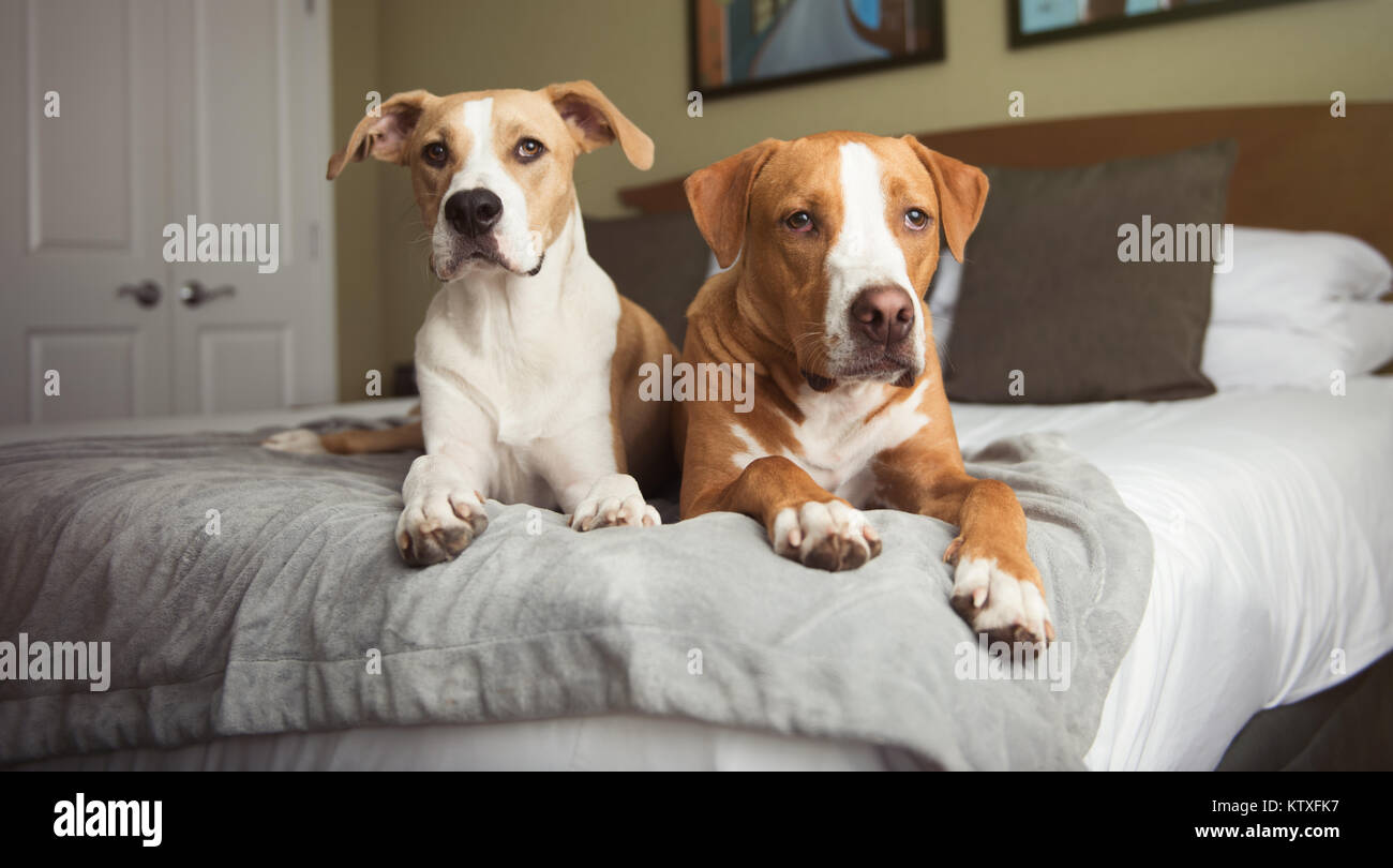 Young Tan Colored Dogs Hanging Out on Bed at Dog Friendly Hotel Stock ...