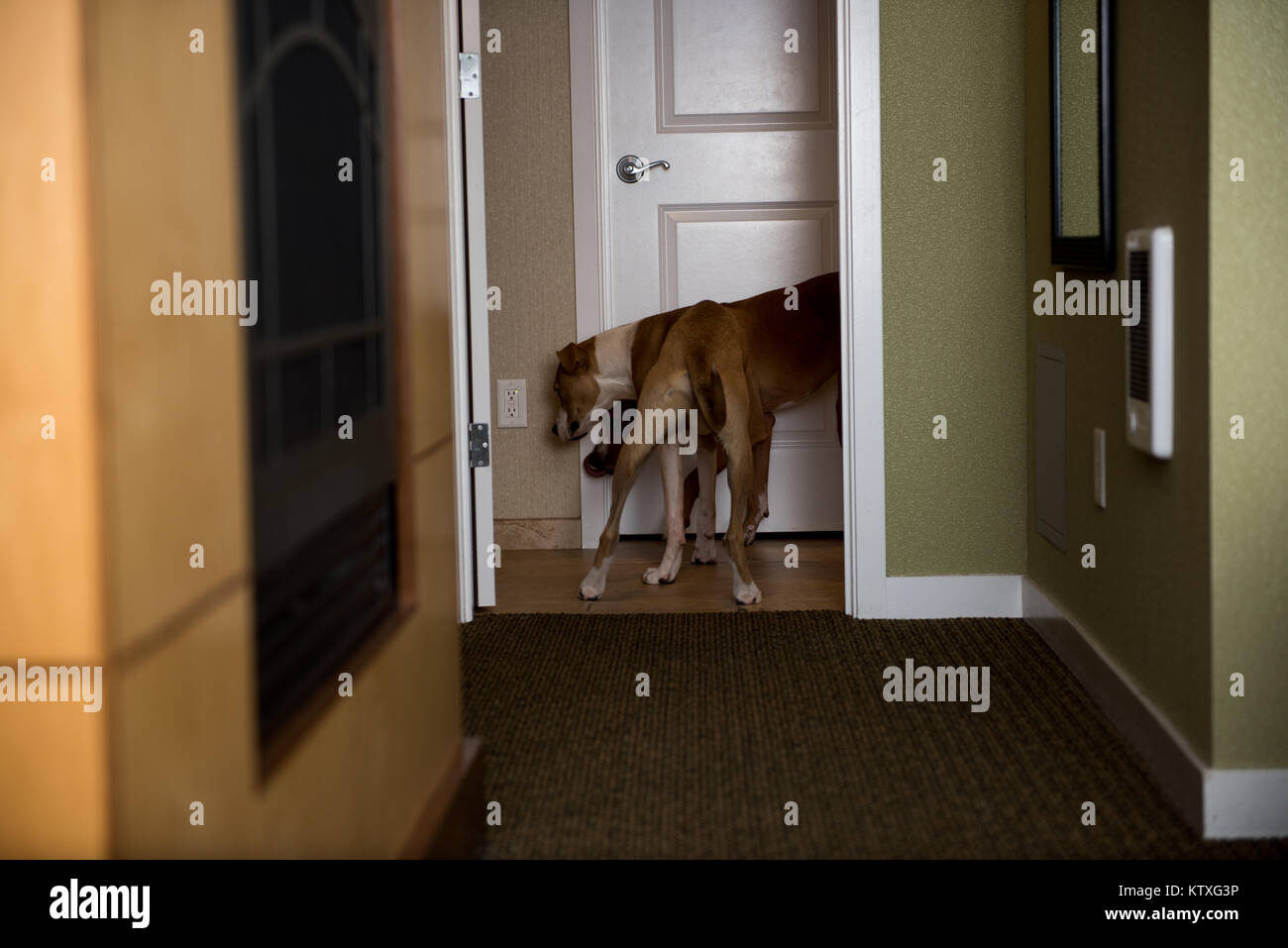 Checking into hotel dog hi-res stock photography and images - Alamy