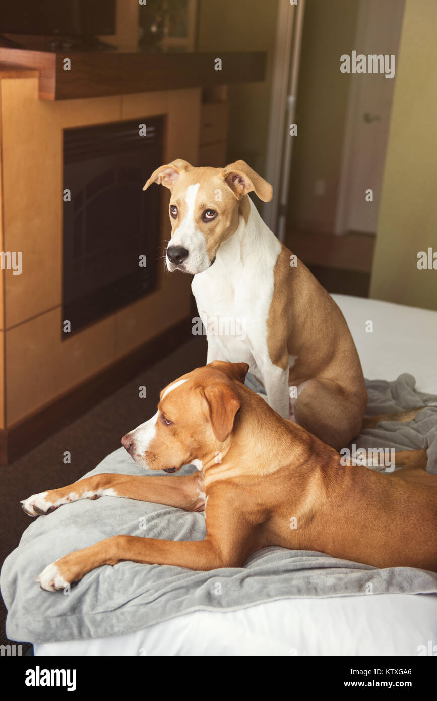 Young Tan Colored Dogs Hanging Out on Bed at Dog Friendly Hotel Stock ...