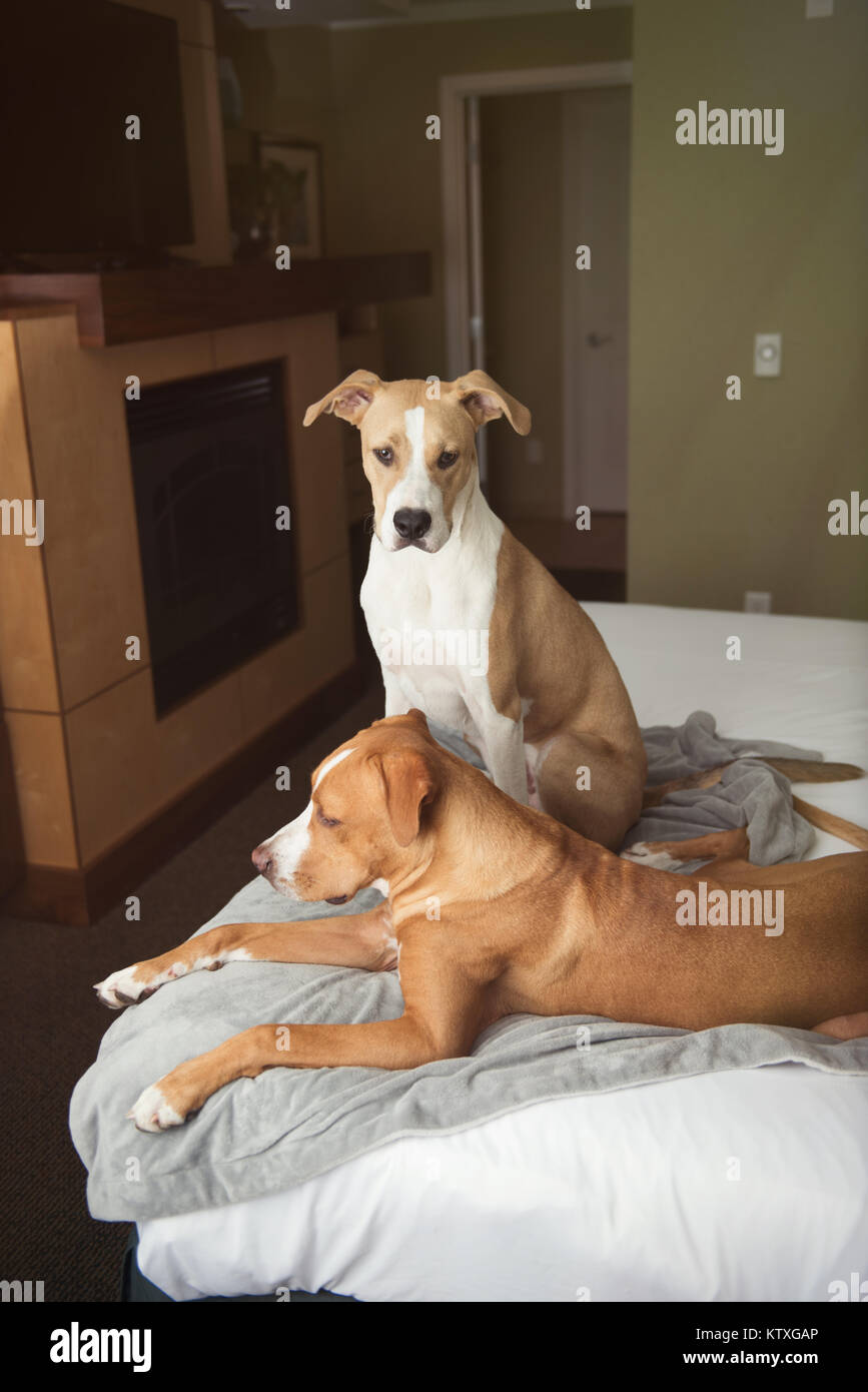 Young Tan Colored Dogs Hanging Out on Bed at Dog Friendly Hotel Stock ...