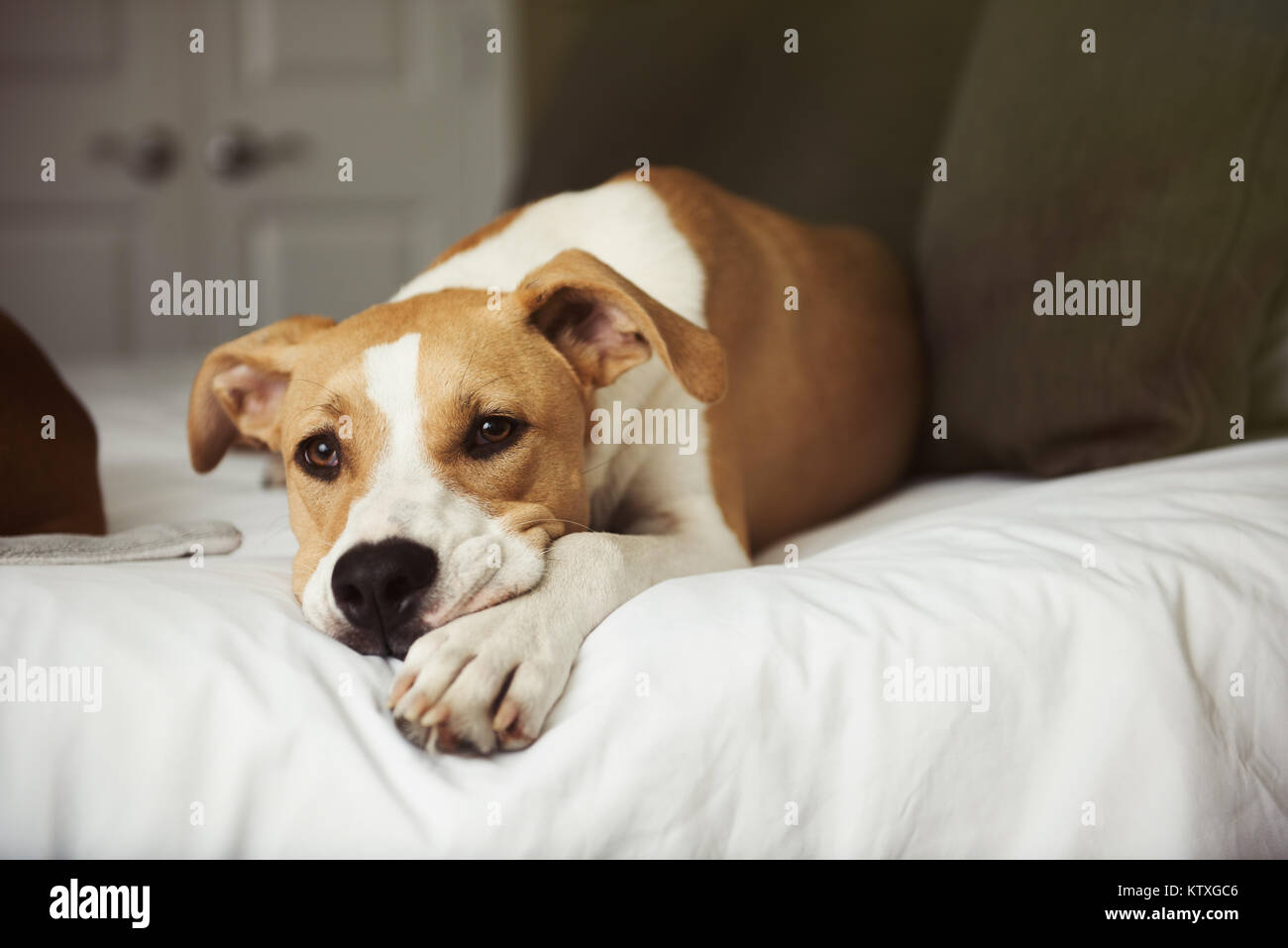 Young Tan Colored Dog Sleeping on Bed at Dog Friendly Hotel Stock Photo ...