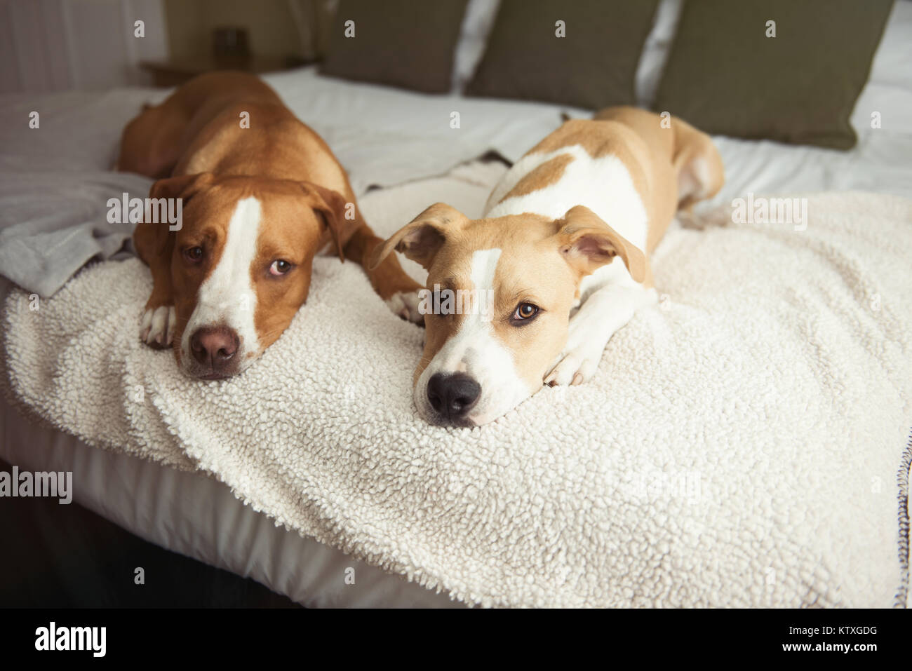 Young Tan Colored Dogs Hanging Out on Bed at Dog Friendly Hotel Stock ...