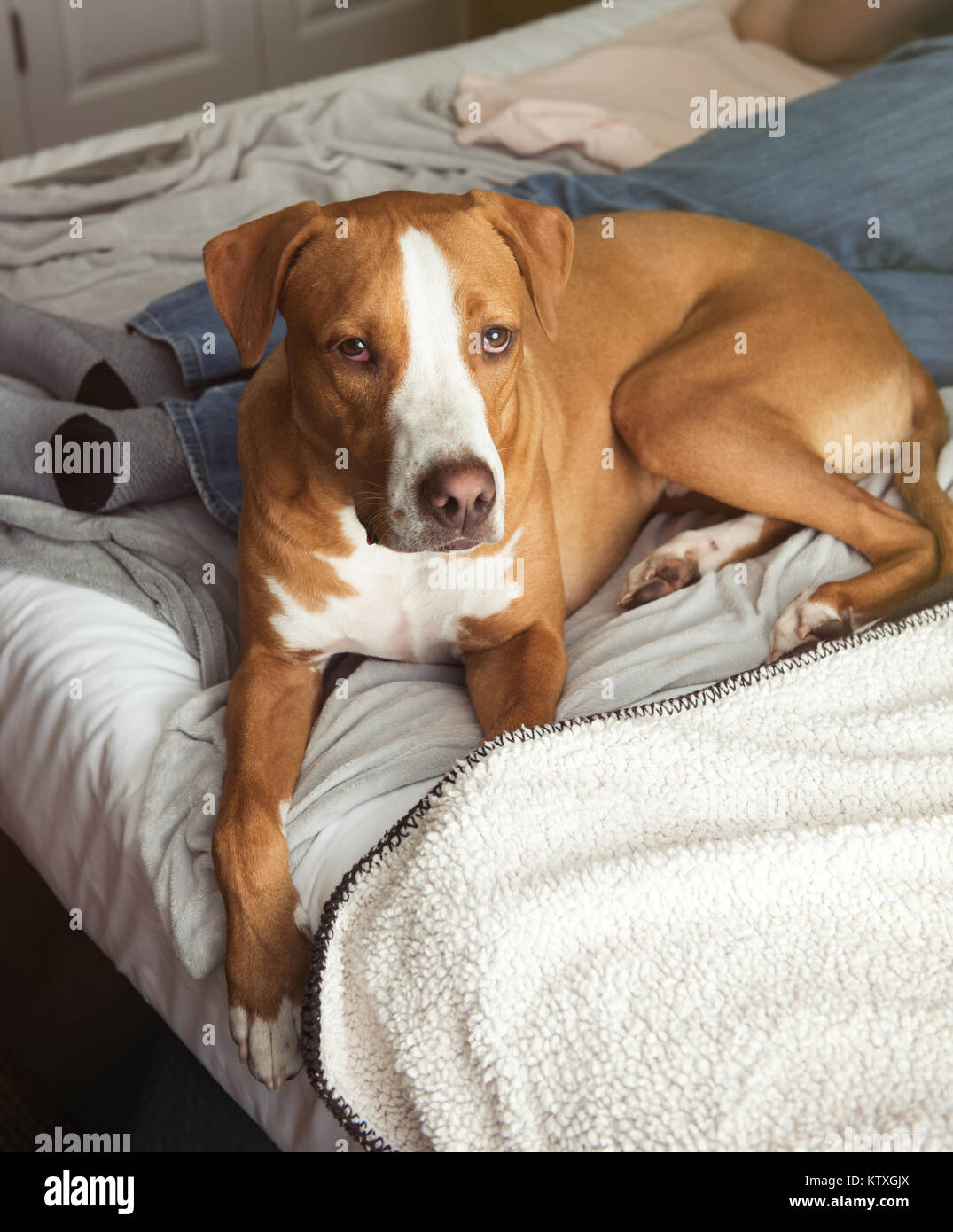 Young Tan Colored Dogs Hanging Out on Bed at Dog Friendly Hotel Stock ...