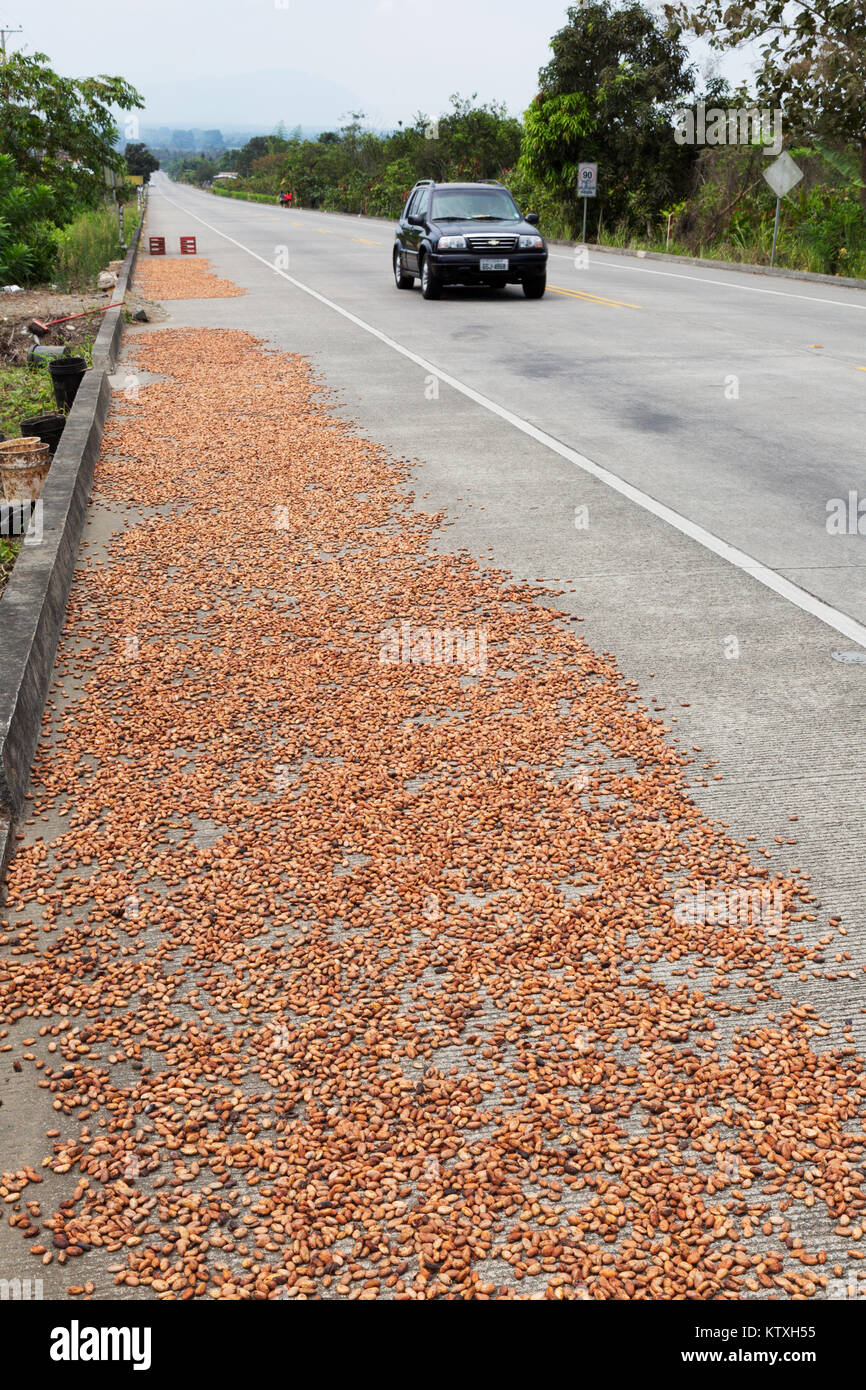 Cocoa beans south america hi-res stock photography and images - Alamy