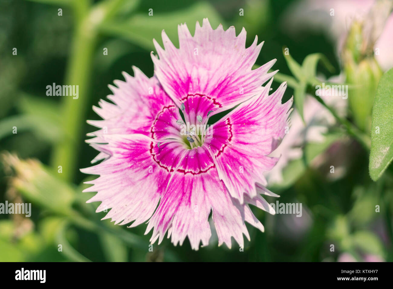 Cross process effect hi-res stock photography and images - Alamy