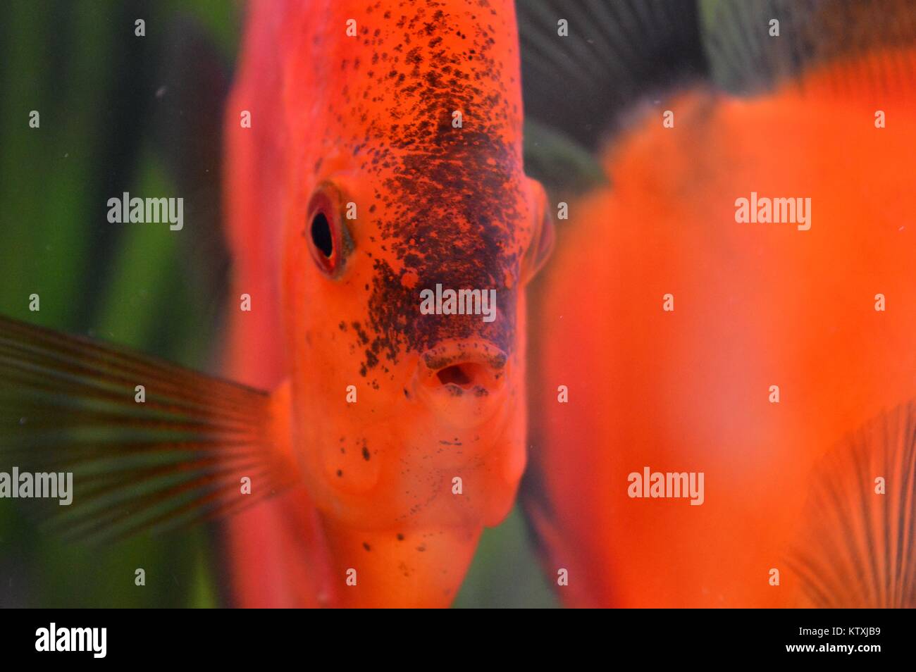 little orange fish Stock Photo - Alamy