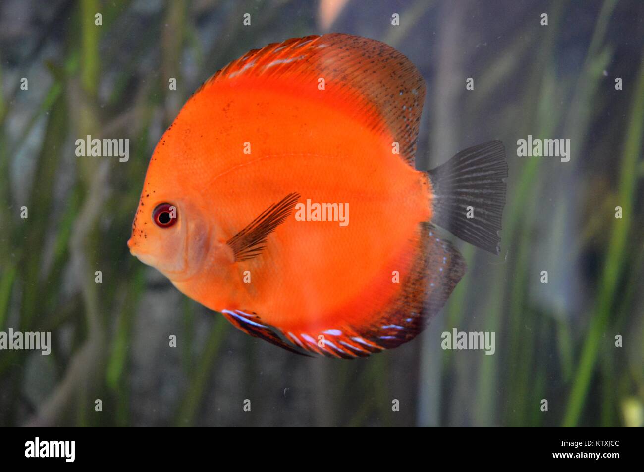 Little orange hi-res stock photography and images - Alamy