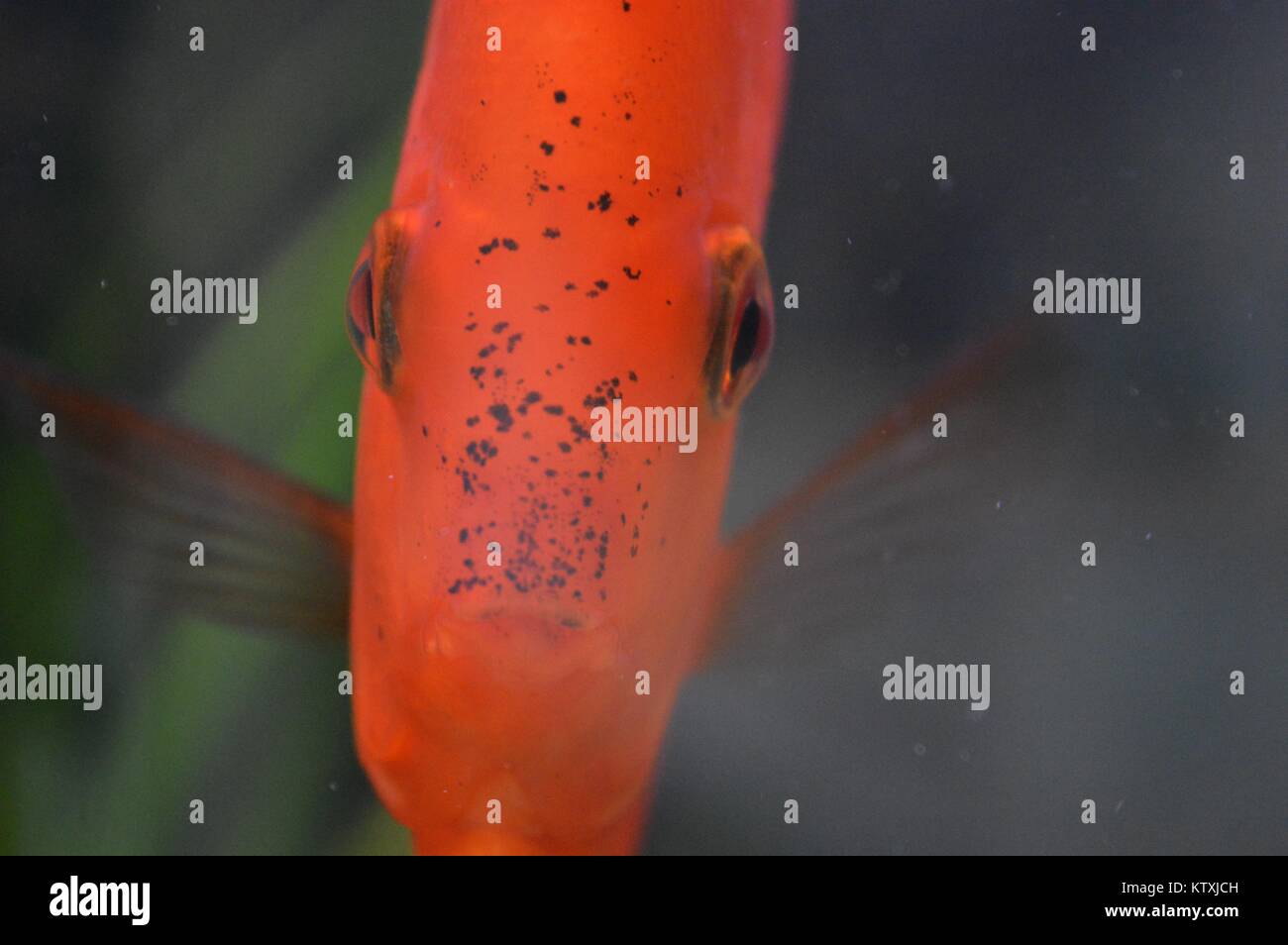 little orange fish Stock Photo - Alamy