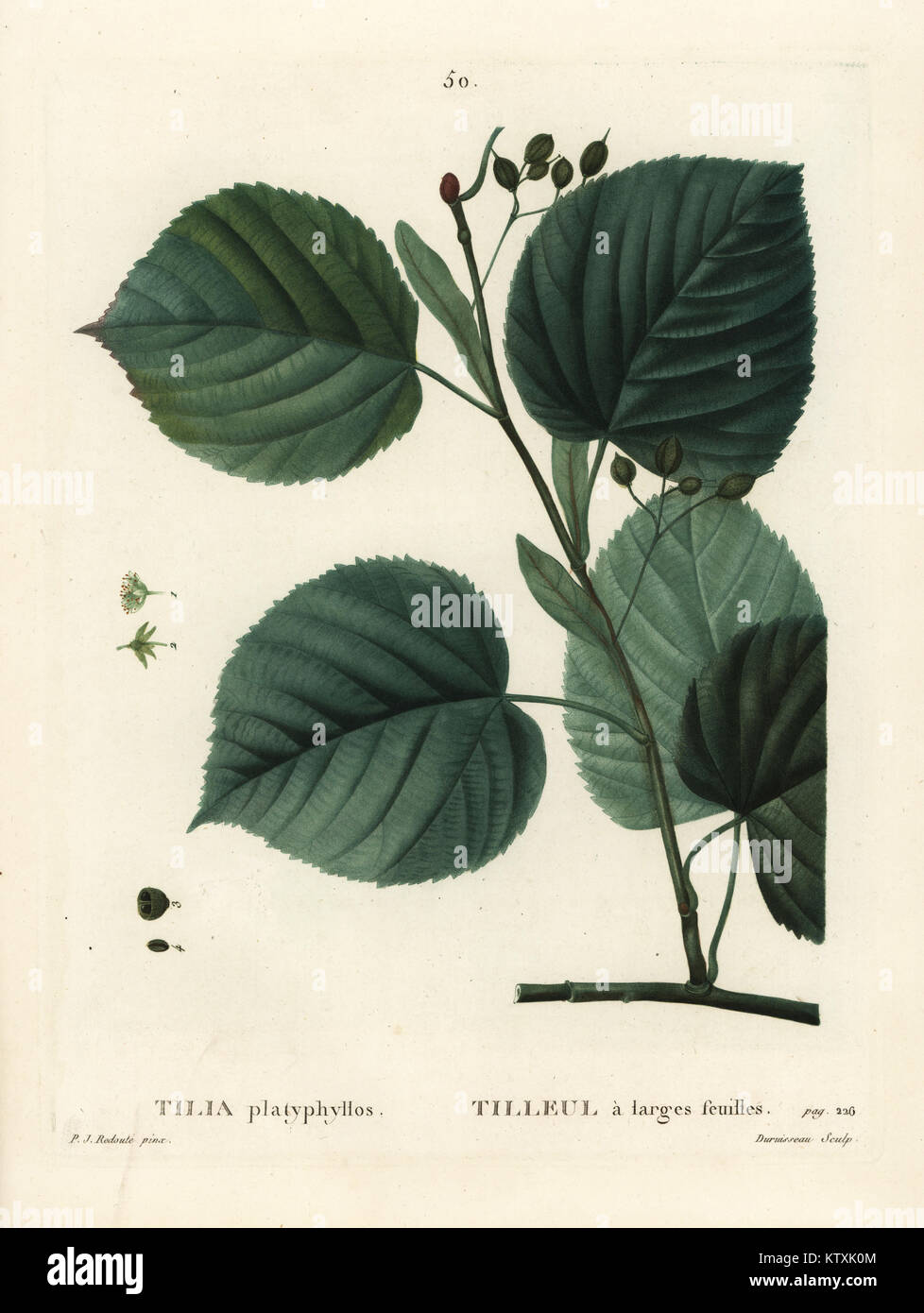 Linden Tree Botanical Drawing