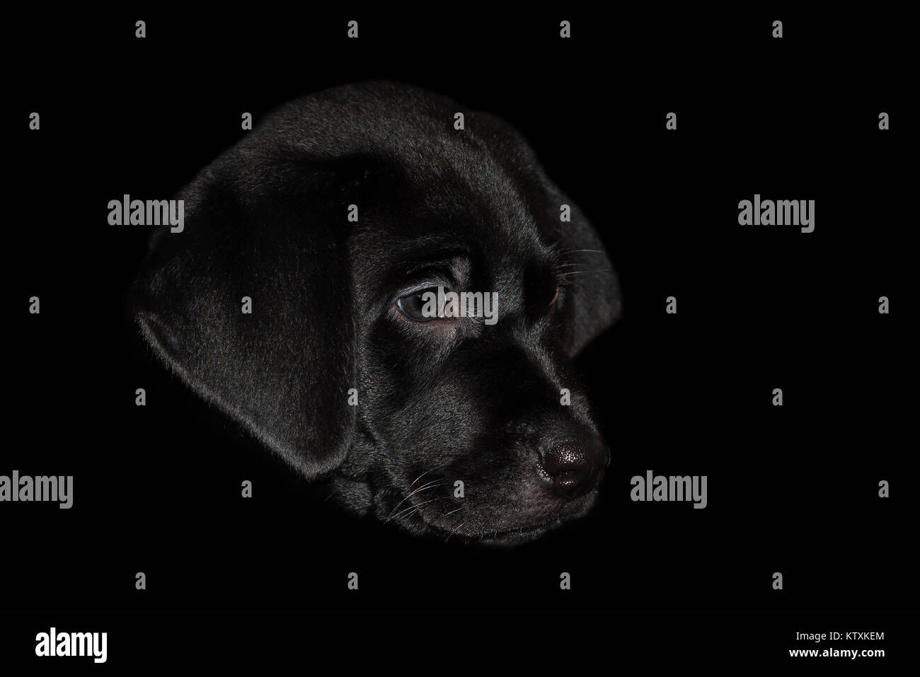 Beautiful Black Labrador Puppies Head on Black background Stock Photo ...