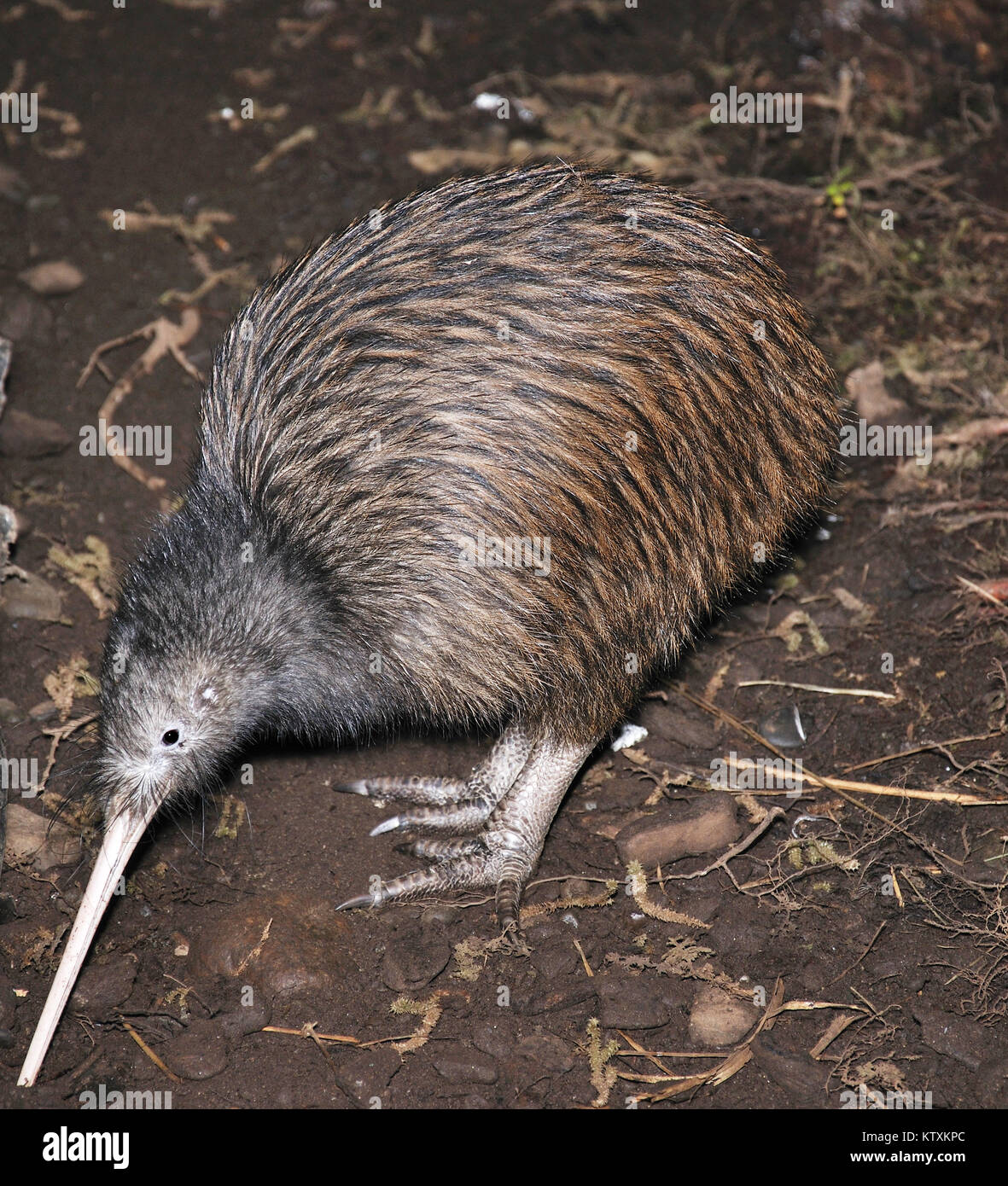 Pregnant Kiwi Bird