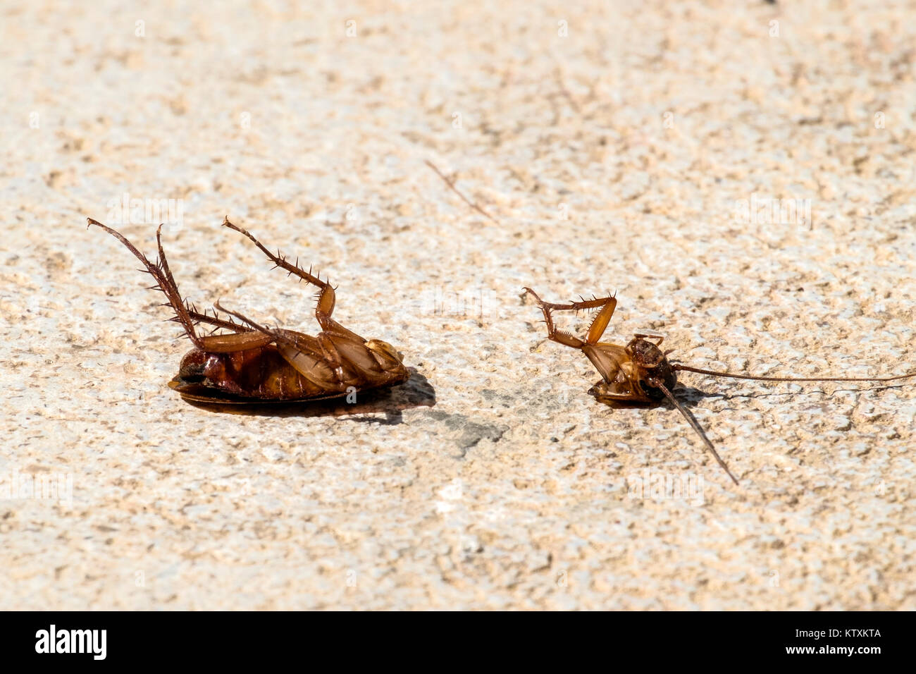 American cockroach threw the body and split in two (Periplaneta ...