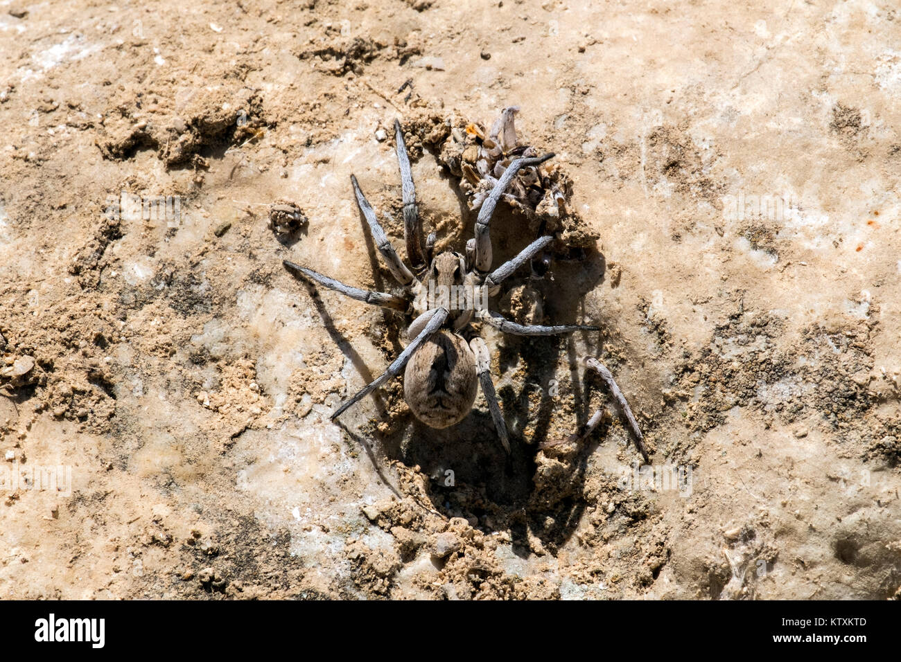 Lycosa adusta hi-res stock photography and images - Alamy