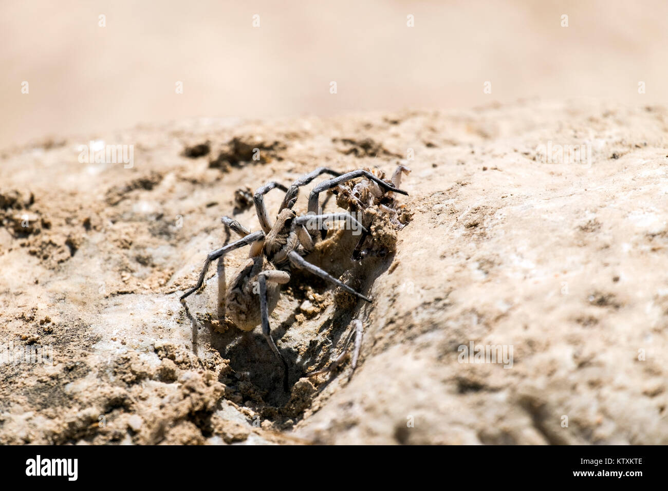 Apulian tarantula sits on a stone surface (Lycosa tarantula Stock Photo ...