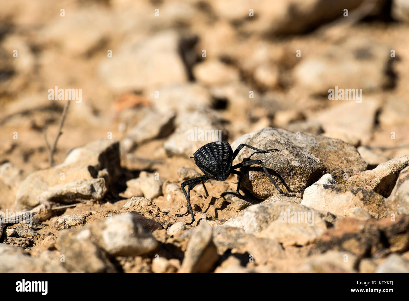 Pimelia High Resolution Stock Photography and Images - Alamy