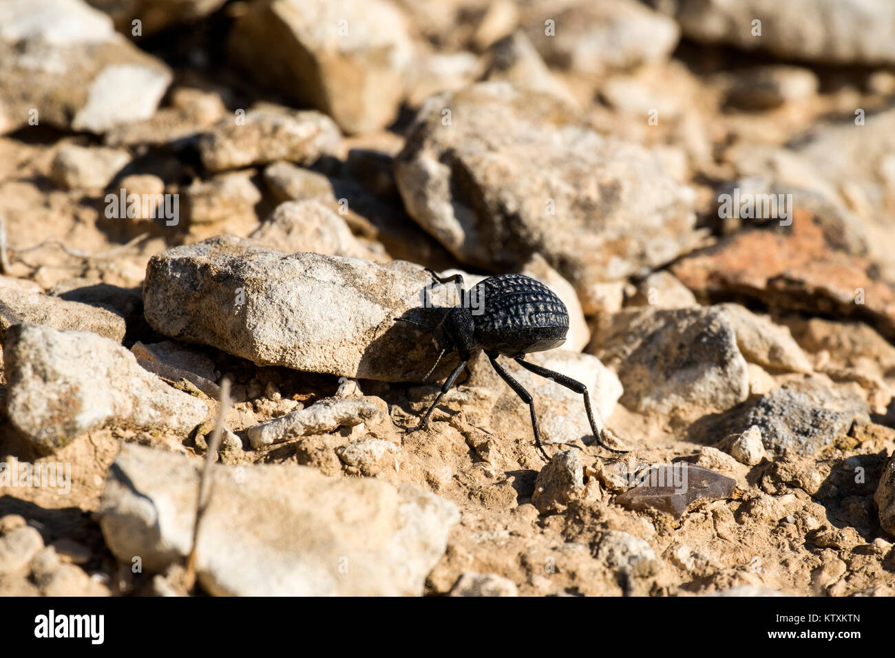 Pimelia baetica hi-res stock photography and images - Alamy