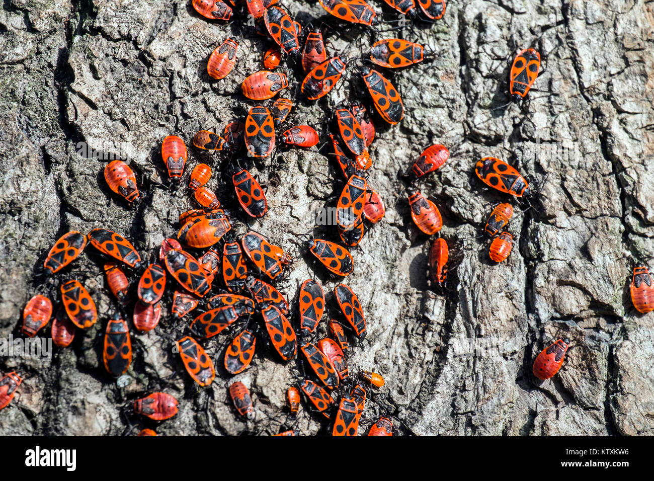 Fire beetles mating hi-res stock photography and images - Alamy