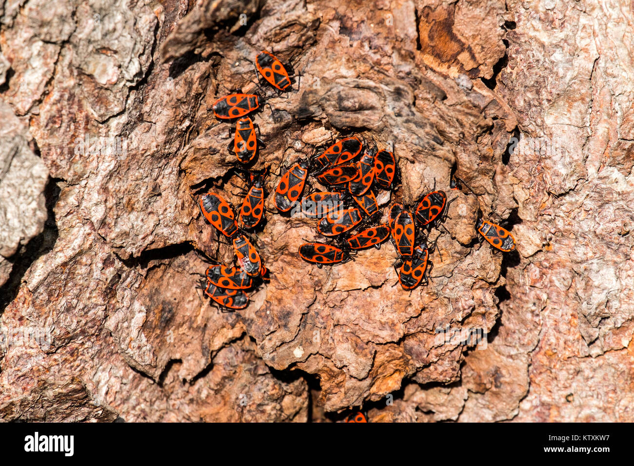 Fire beetles mating hi-res stock photography and images - Alamy