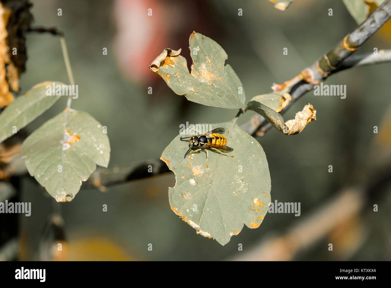 European wasp crawling on the leaf of a tree (Vespula vulgaris Stock ...