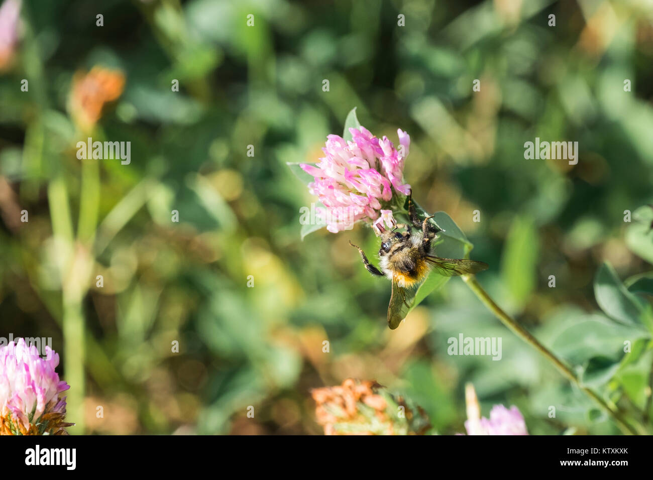 Apis mellifera carnica hi-res stock photography and images - Alamy