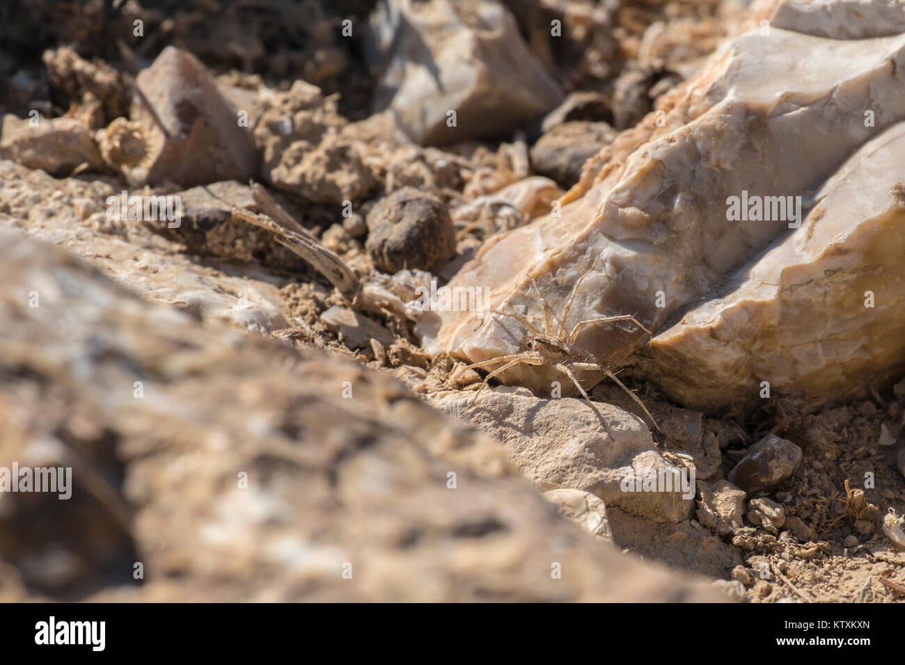 Labyrinth spider hides between stones (Agelena labyrinthica Stock Photo ...