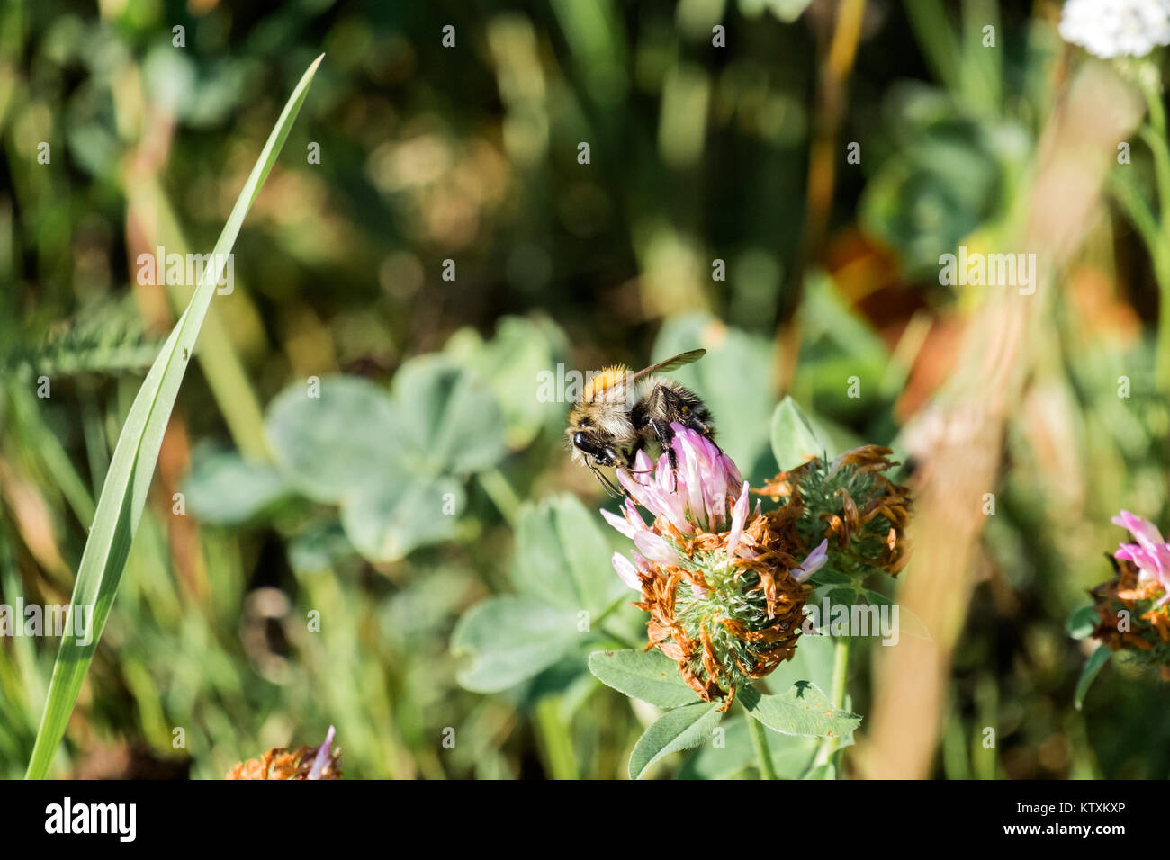 Apis mellifera iberiensis hi-res stock photography and images - Alamy