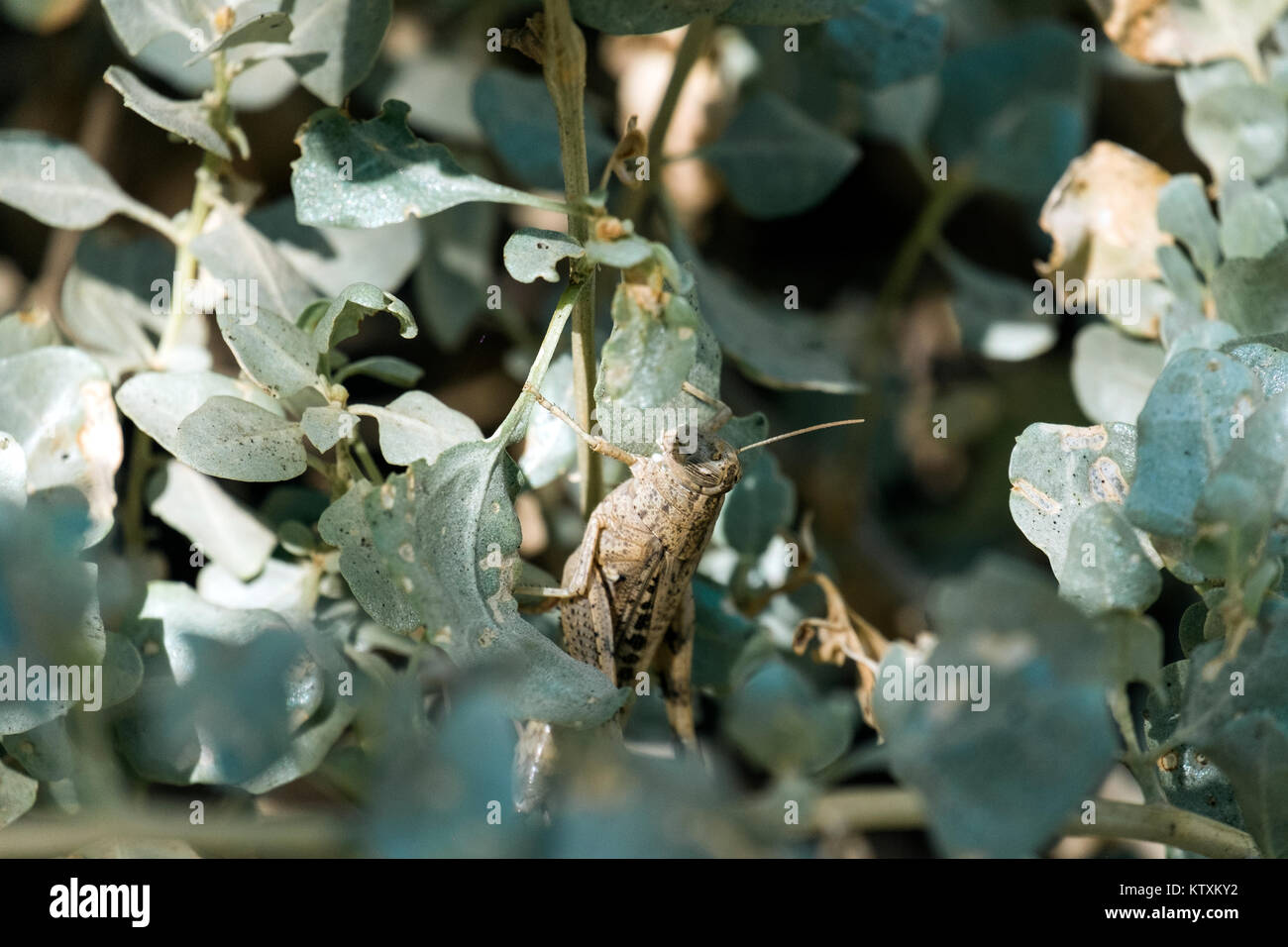 Migratory locust sitting among the green foliage of the bush (Locusta ...