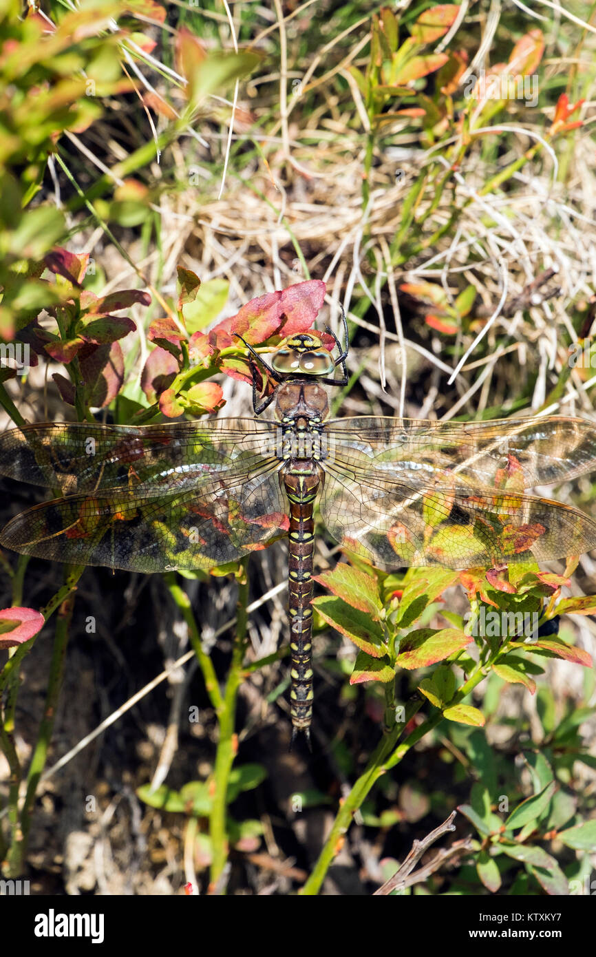 Common hawker female hi-res stock photography and images - Alamy