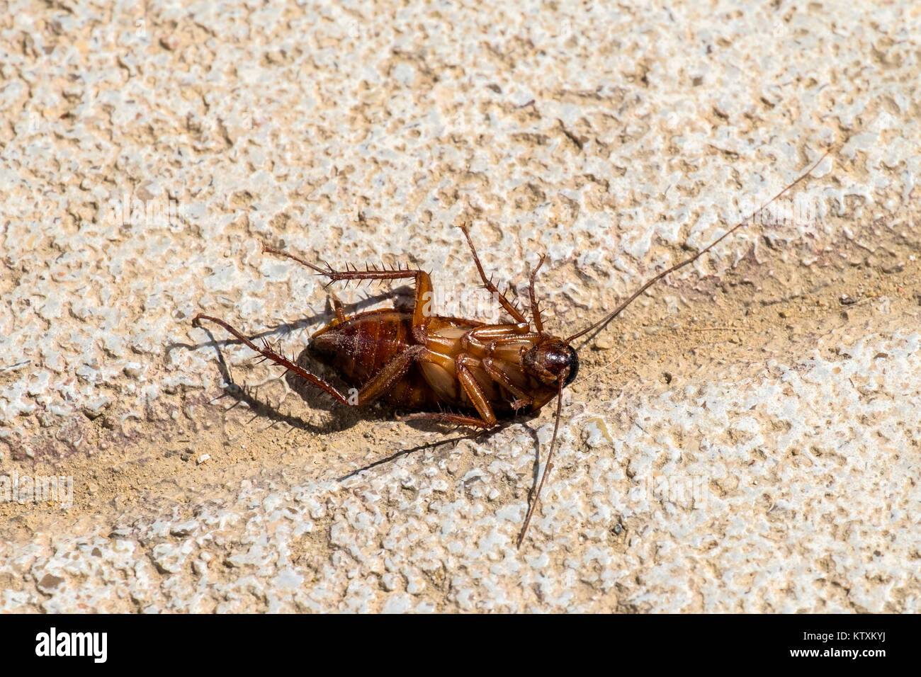 American cockroach sitting on a stone surface (Periplaneta americana ...
