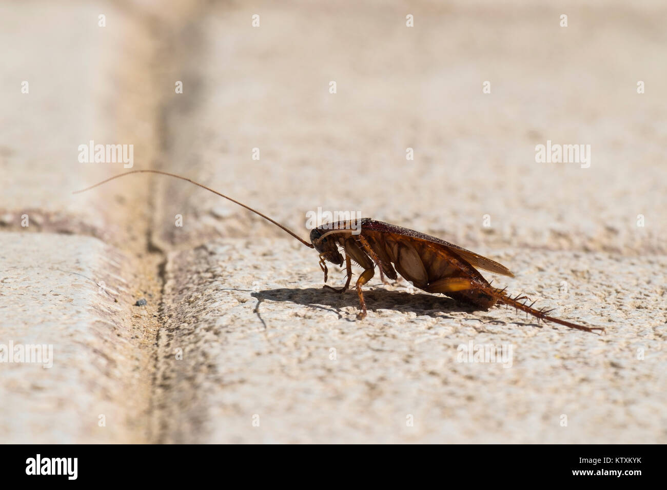 American cockroach sitting on a stone surface (Periplaneta americana ...