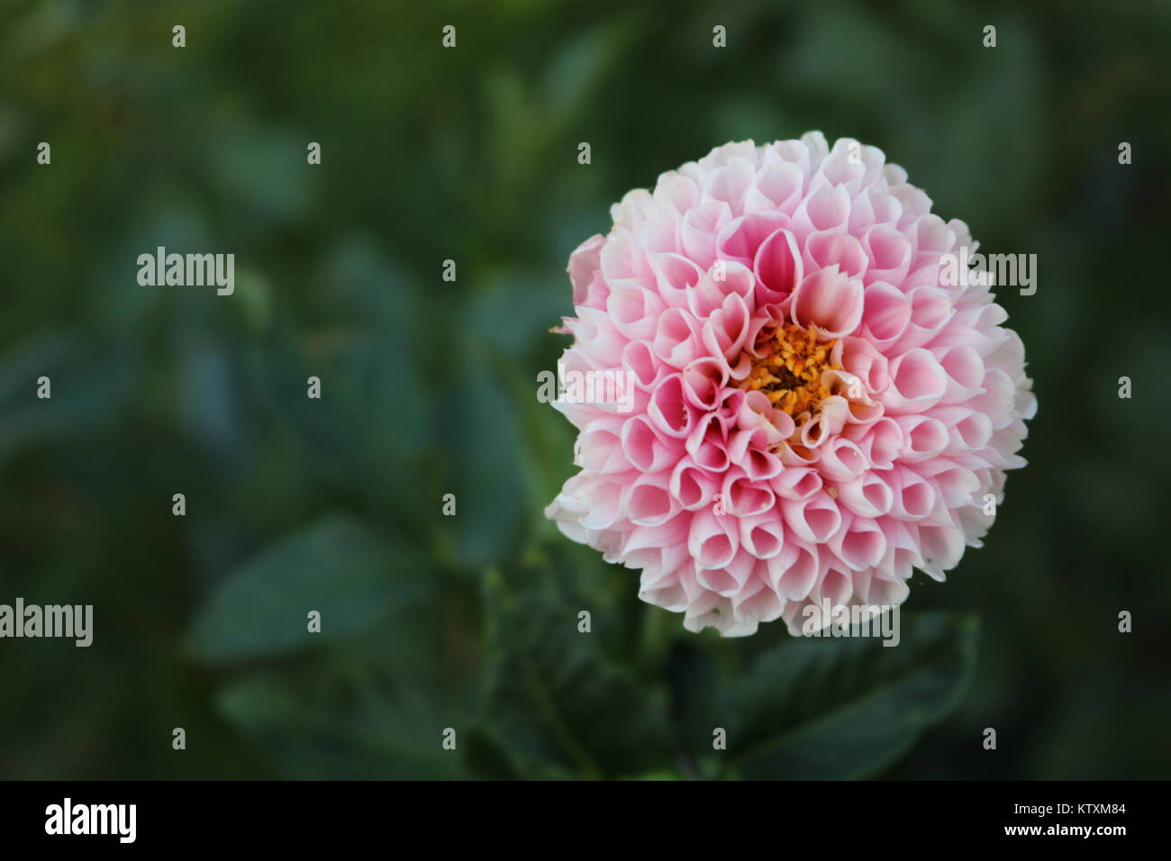 Pink Dahlia with green background Stock Photo - Alamy