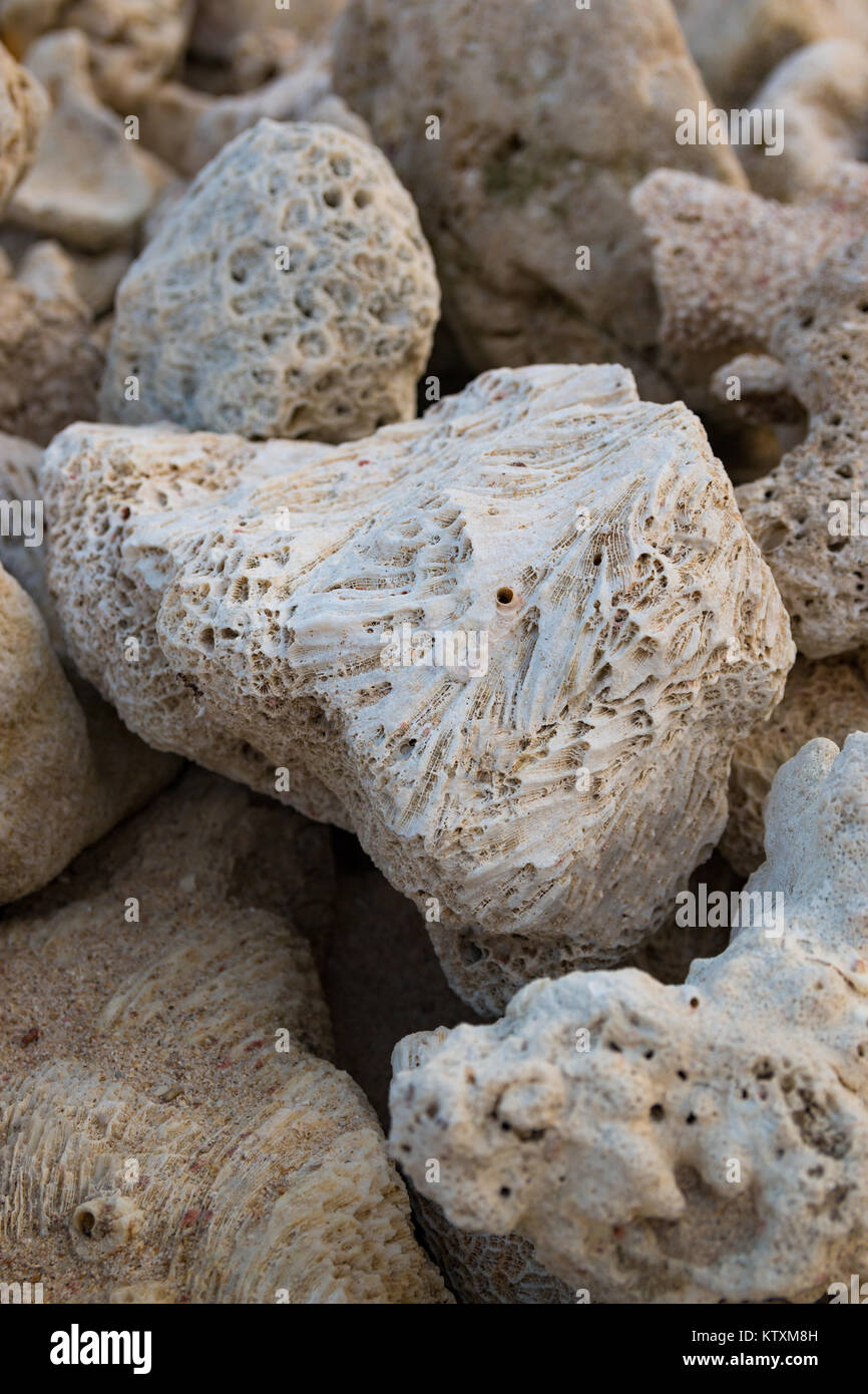 Coral fossils stone on the beach Stock Photo - Alamy