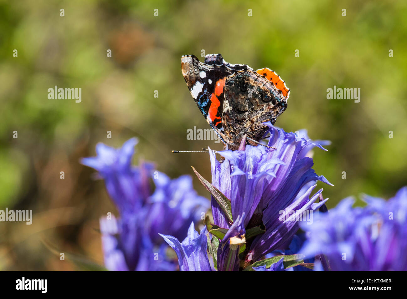 Willow Gentian High Resolution Stock Photography and Images - Alamy