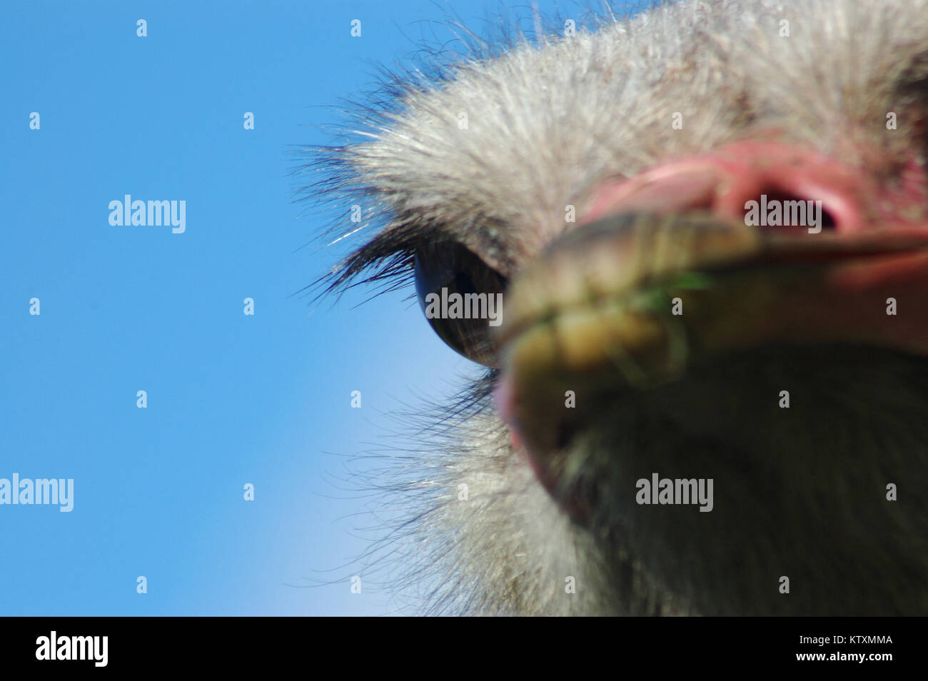 Ostrich feathers production hi-res stock photography and images - Alamy
