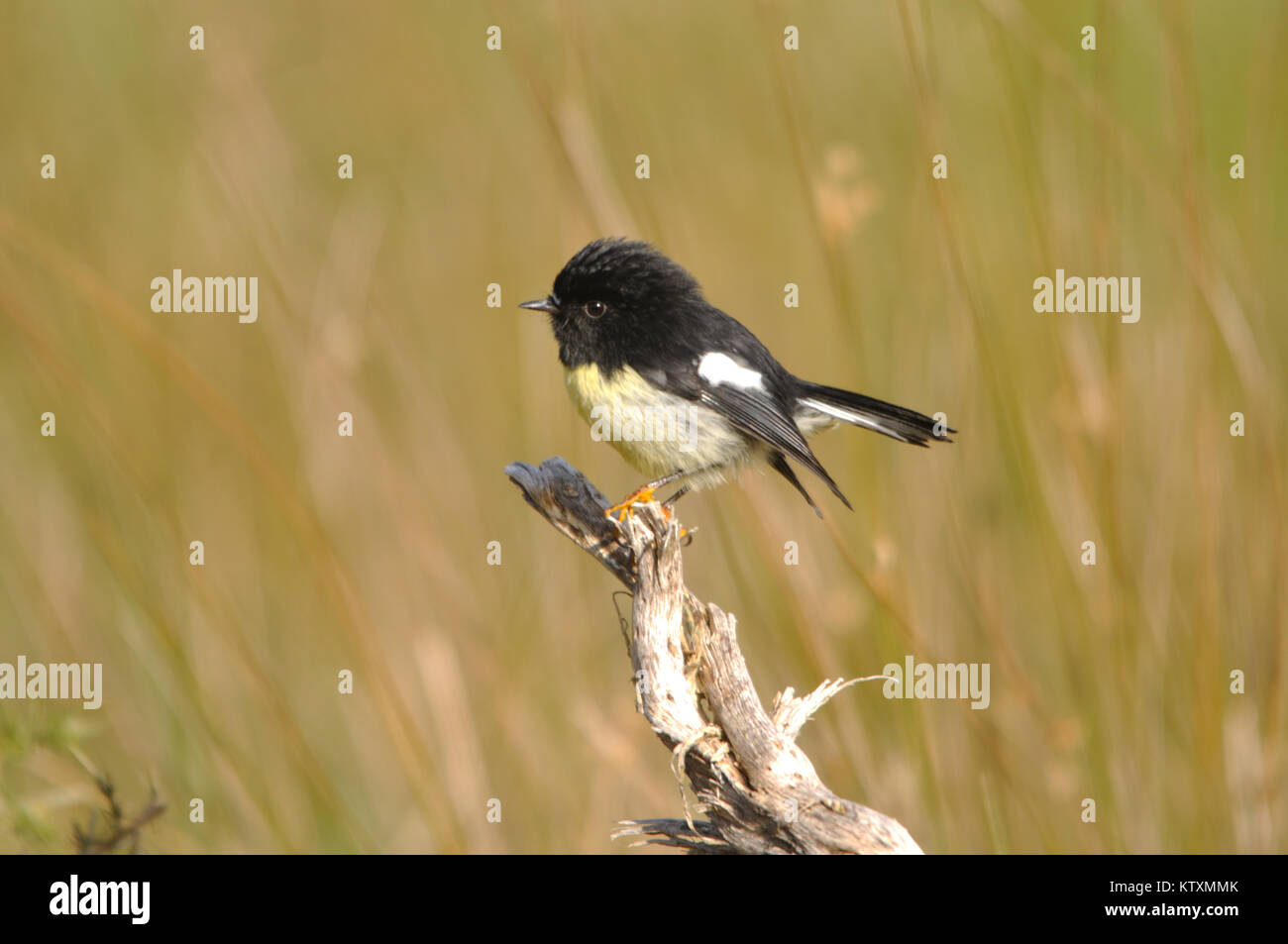 New Zealand tomtit, or Miromiro, Petroica macrocephela Stock Photo - Alamy