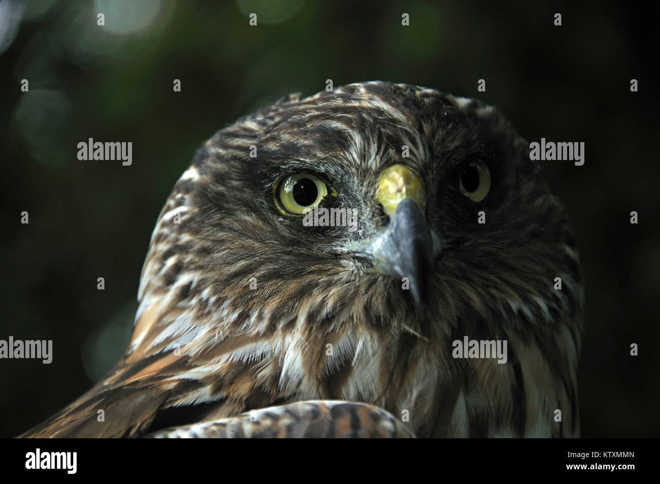 Harrier hawk new zealand hi-res stock photography and images - Alamy