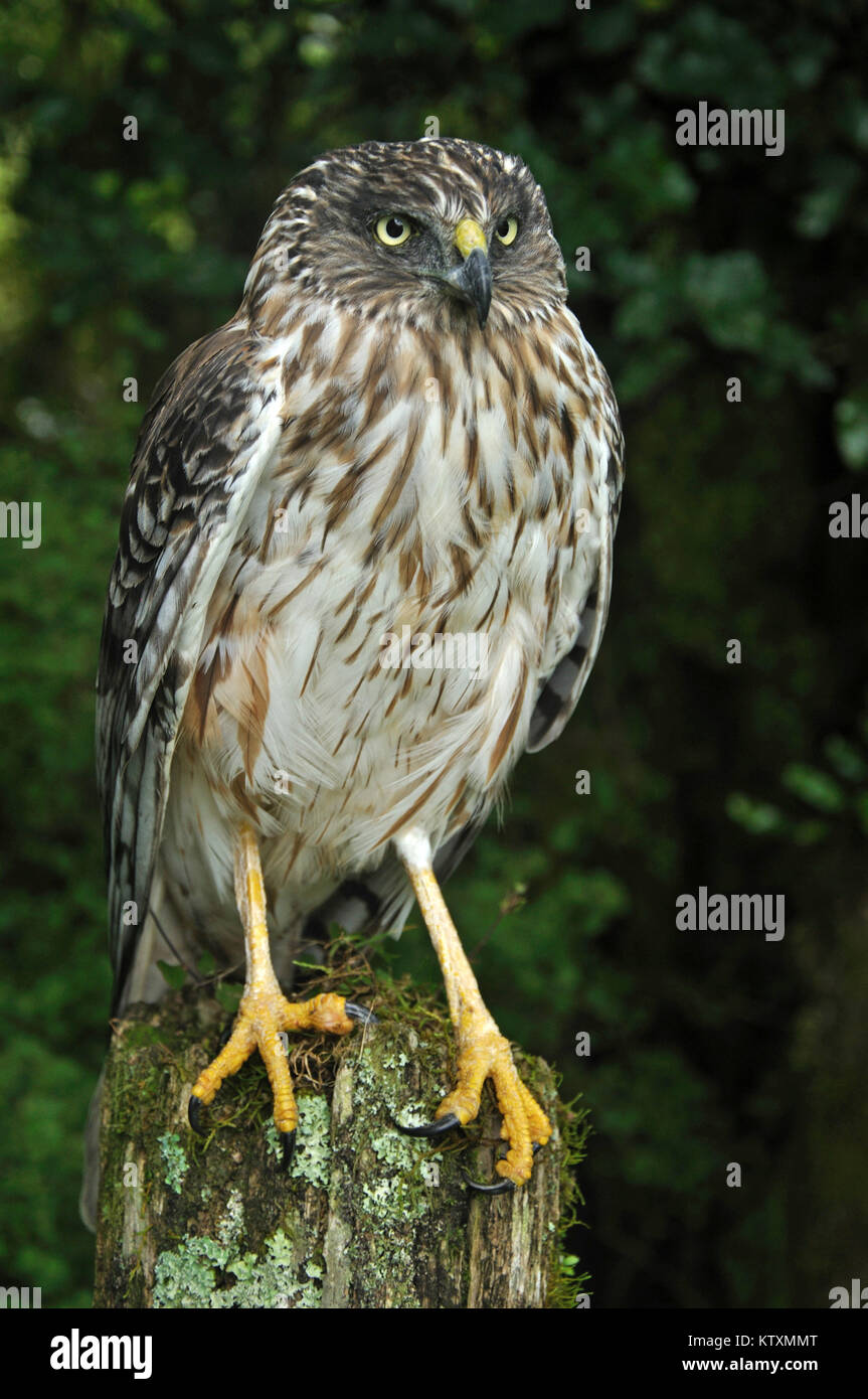 Portrait of Australasian Harrier Hawk, Circus approximans, New Zealand ...