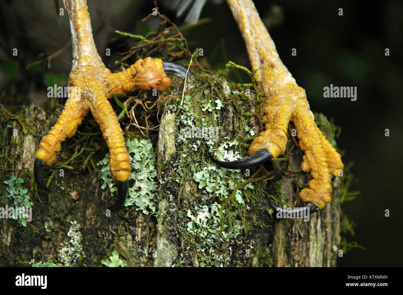 Raptor feet hi-res stock photography and images - Alamy